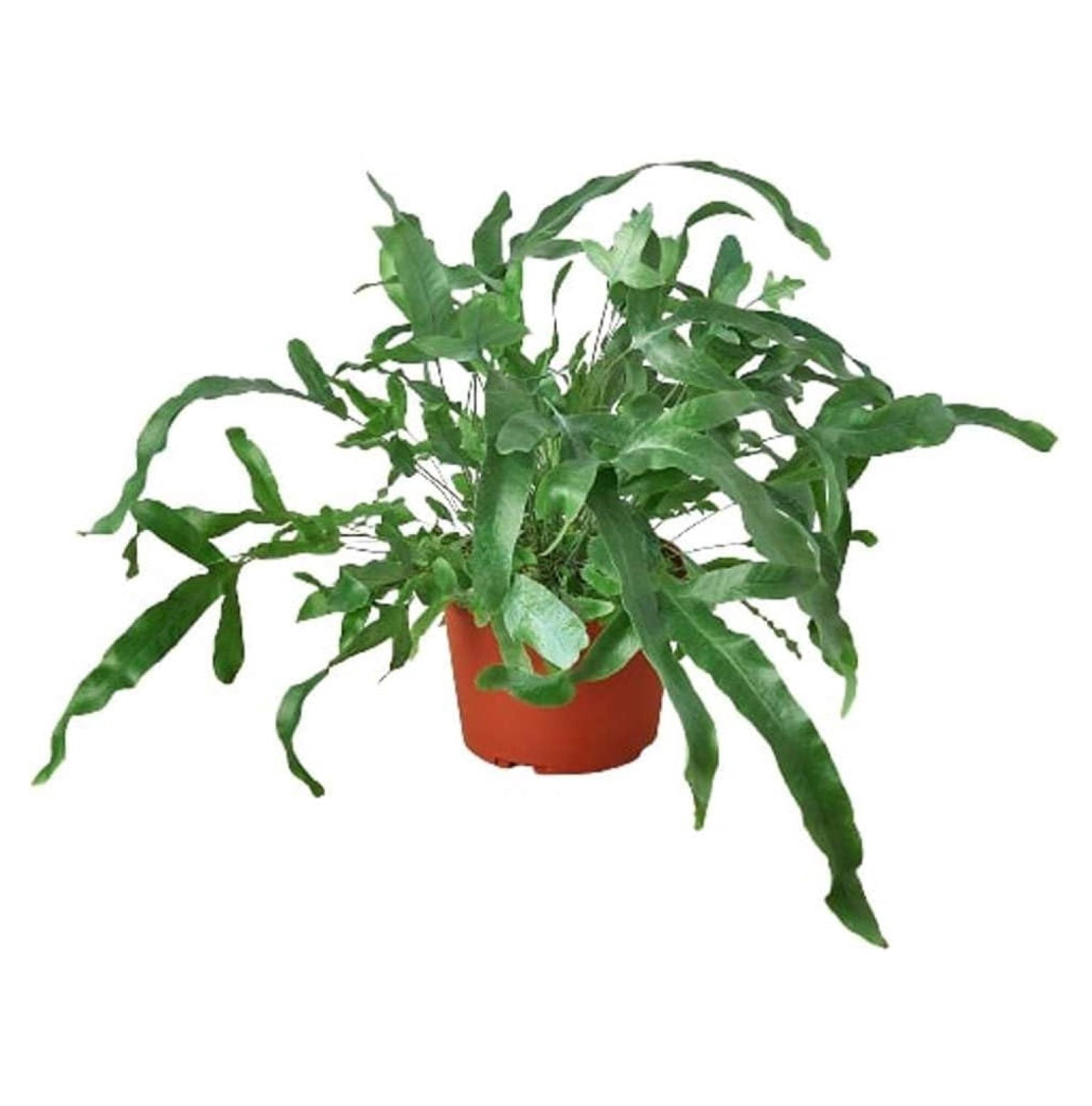 Fern Blue Star Live Plant for Indoor | Different Houseplants in 4'' & 6 ...