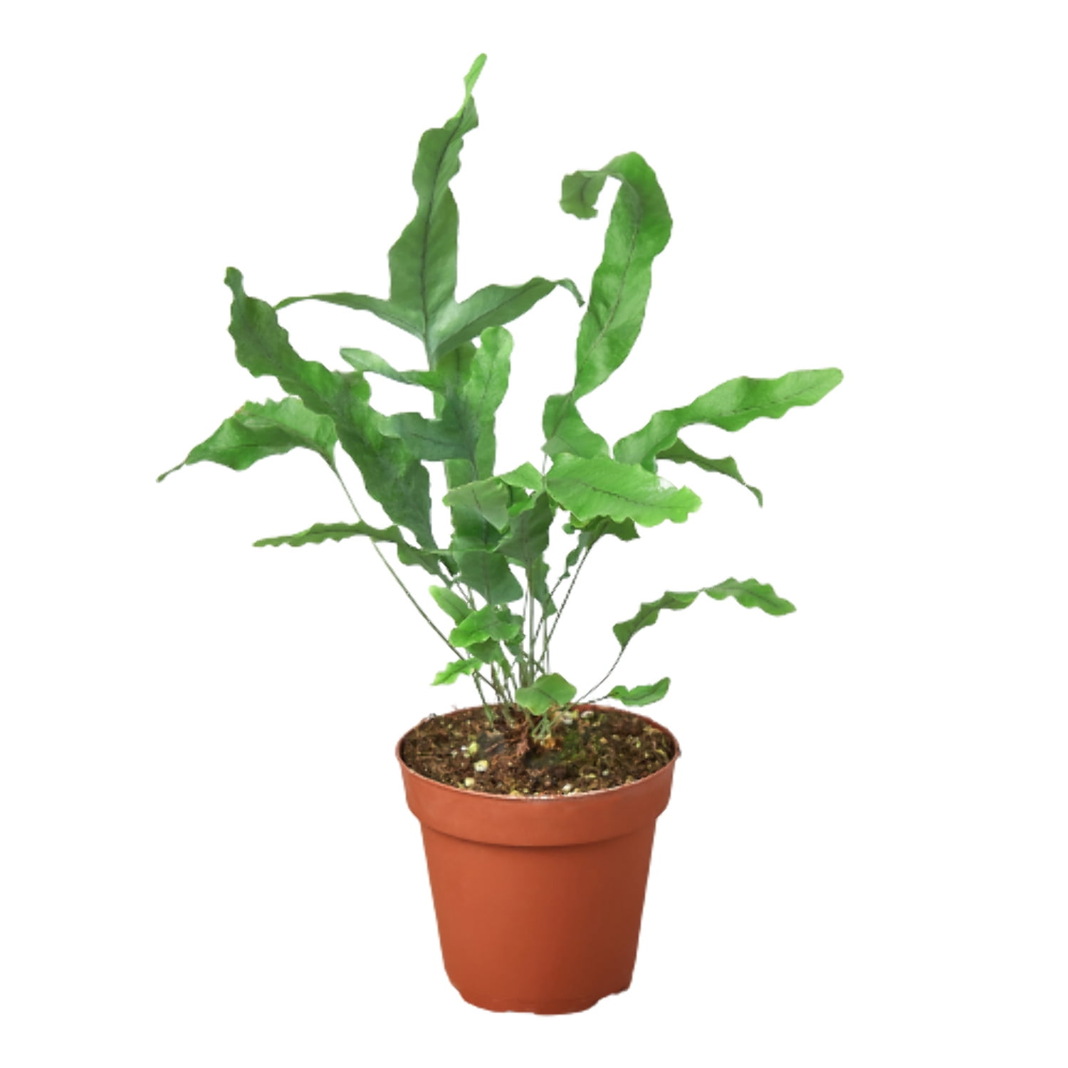 Fern 'Blue Star' in 4" Pot / Black Cylinder | Live Plant for Indoor | 7 ...