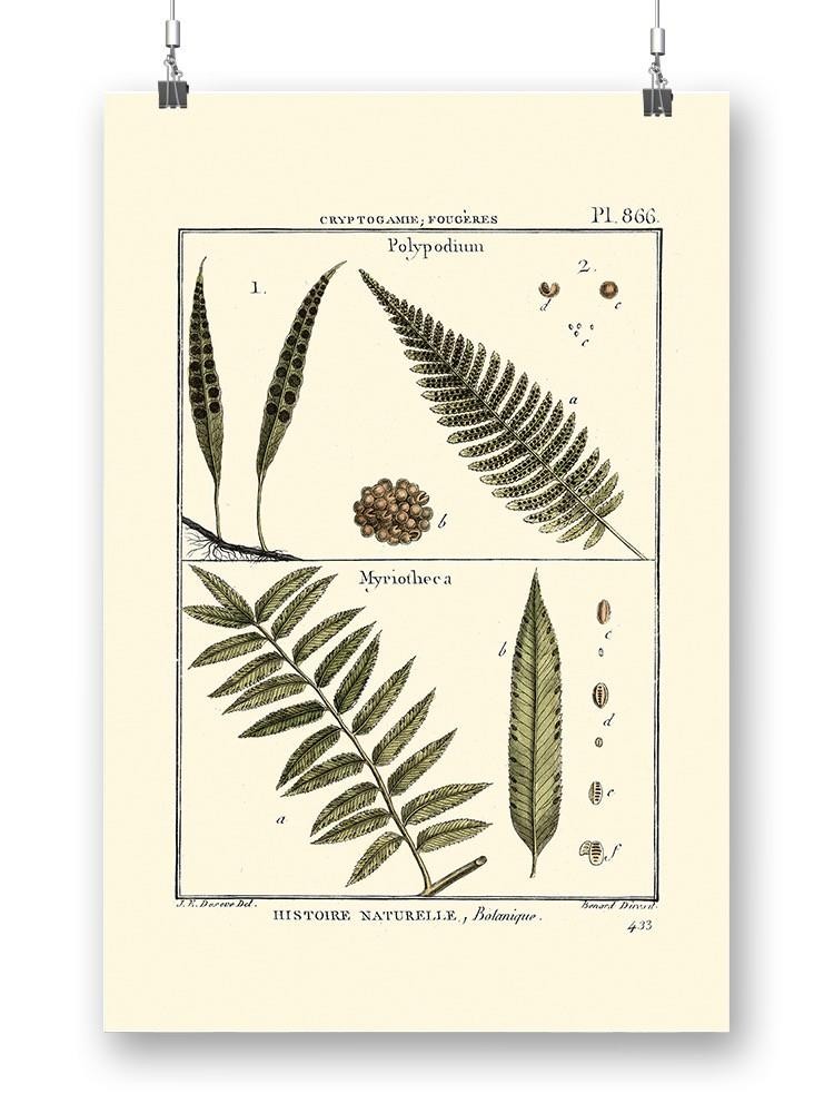 Fern Classification I Poster - Denis Diderot Designs, - Walmart.com