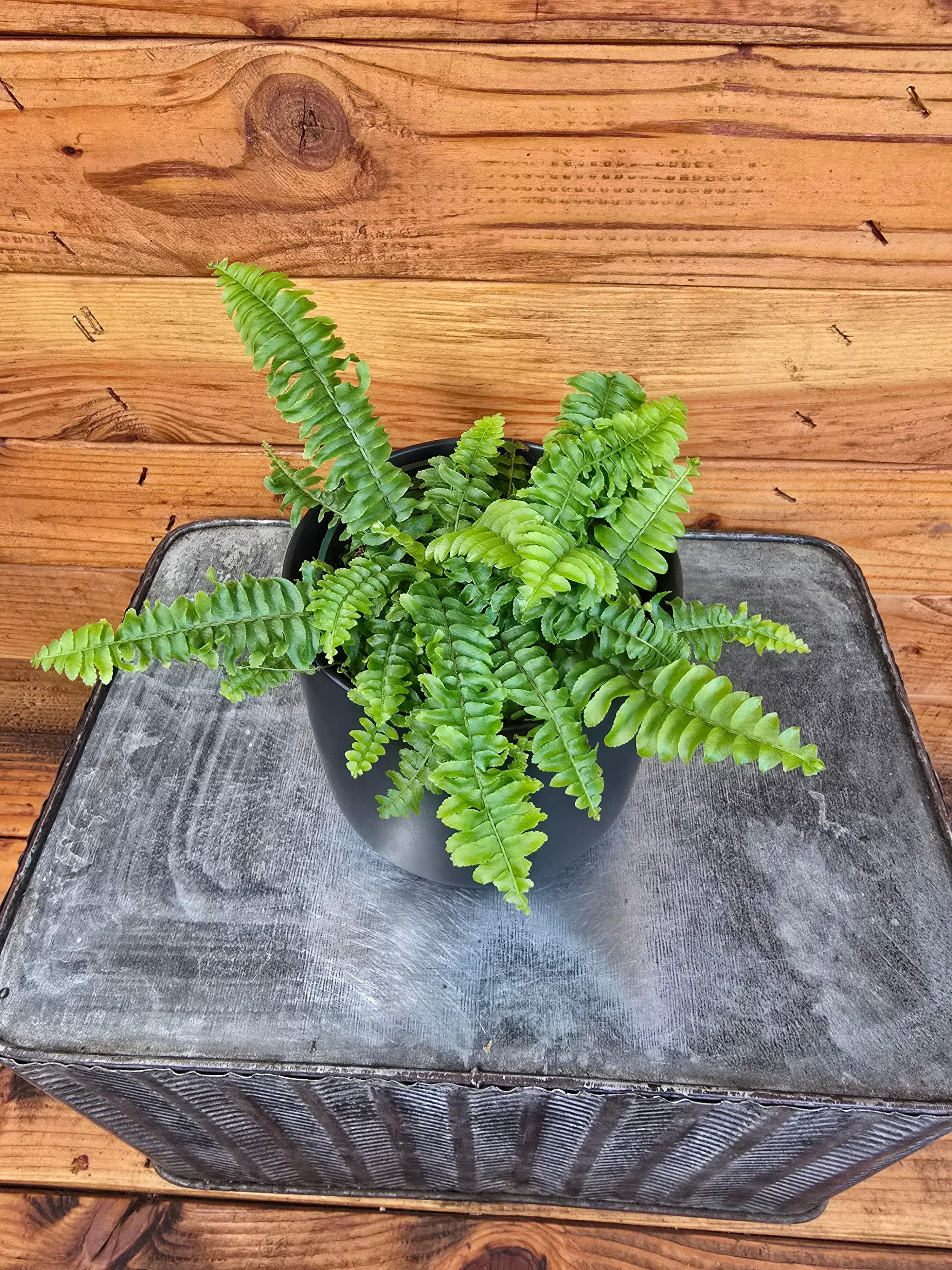 The Plant Farm, 4" Compact Boston Fern, Tropical Houseplant, Ideal for ...