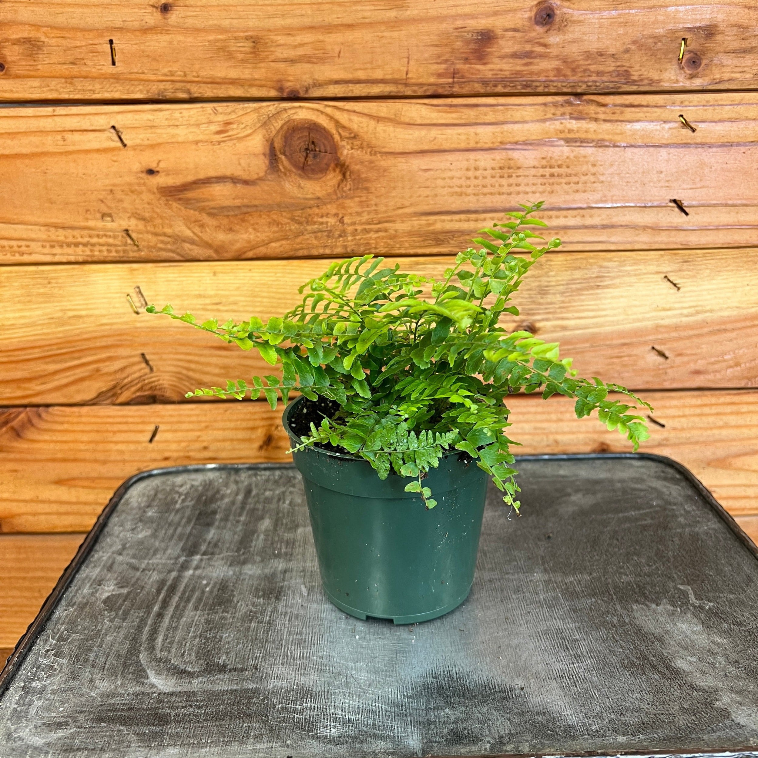 The Plant Farm 4" Compact Boston Fern Live Plants - Walmart.com
