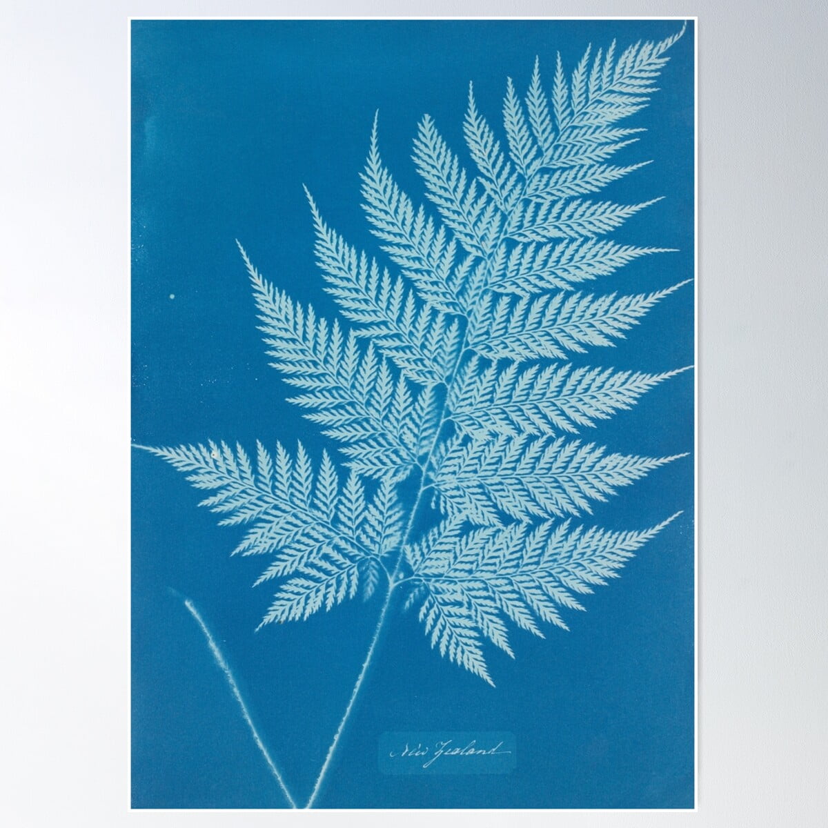 Fern Cyanotype, 1800s Poster, 8x12 UNFRAMED - Walmart.com