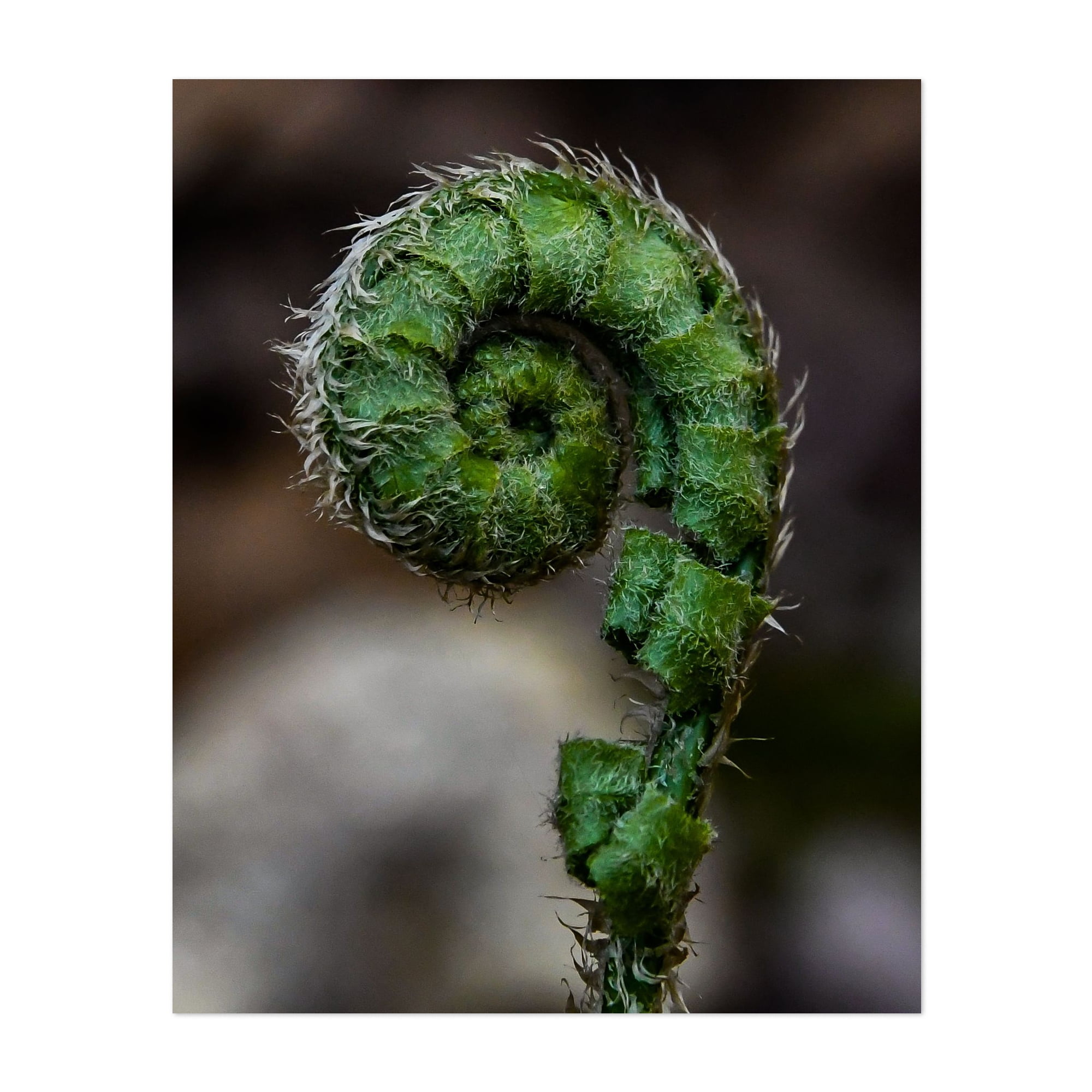 Fern Fiddlehead - Pennsylvania Photography Botanical Nature Abstract ...