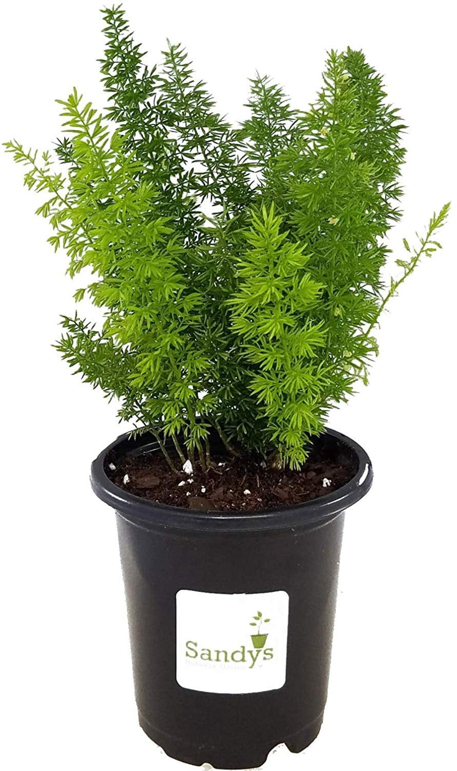 Fern Foxtail Asparagus Meyeri, Bush Ground Cover, 4 Inch Pot - Walmart.com