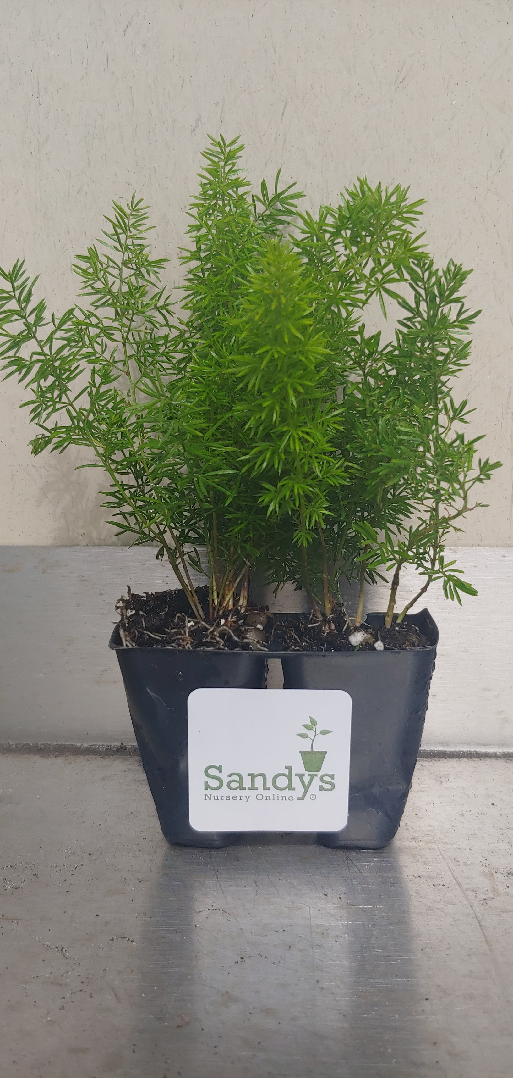 Potted Live Fern Foxtail Asparagus Meyeri, Ground Cover, 2 Starter ...