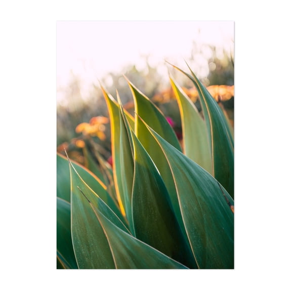 Fern Fronds - California Photography Nature Botanical Tropical ...