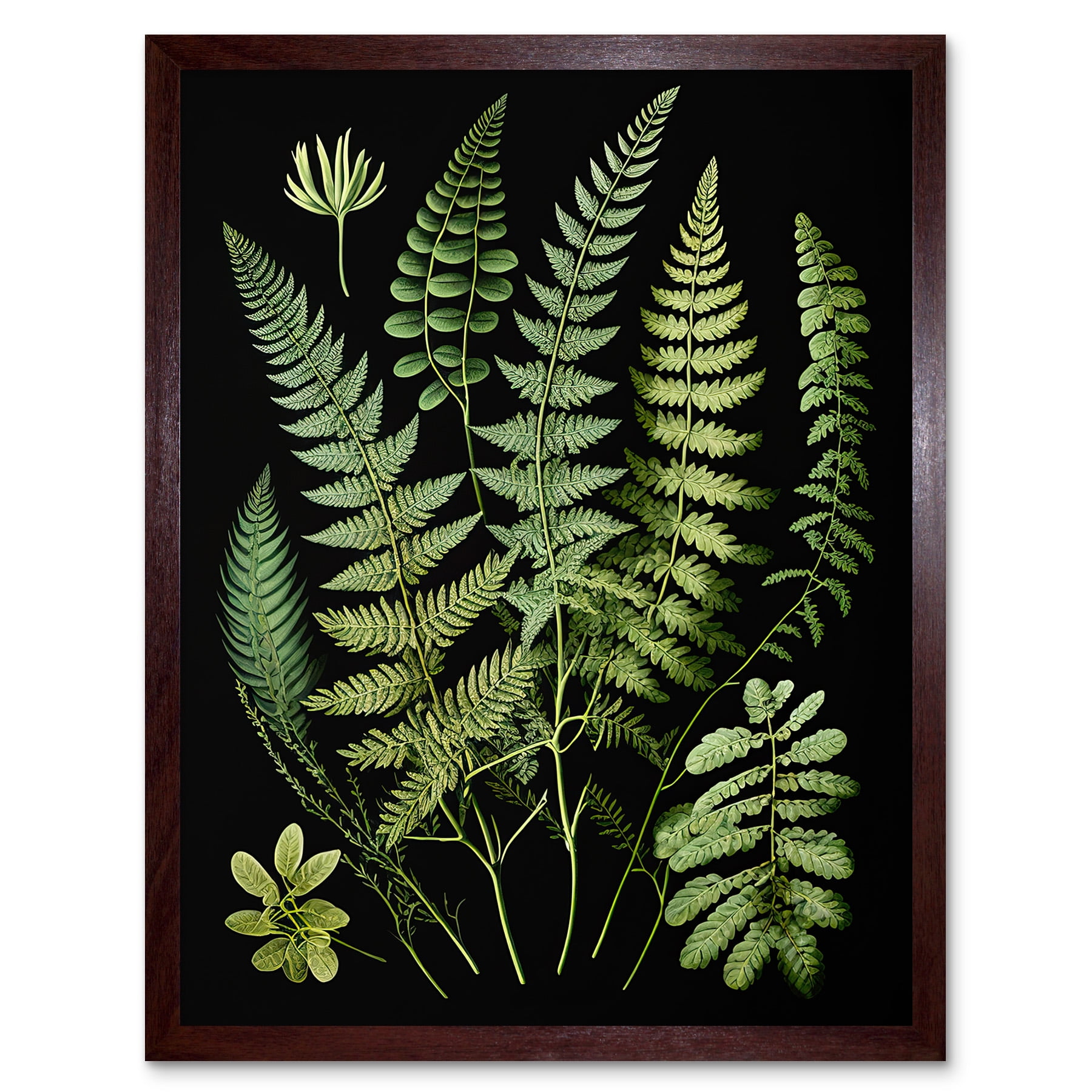 Fern Fronds Detailed Leaves Botanical Illustration Art Print Framed ...