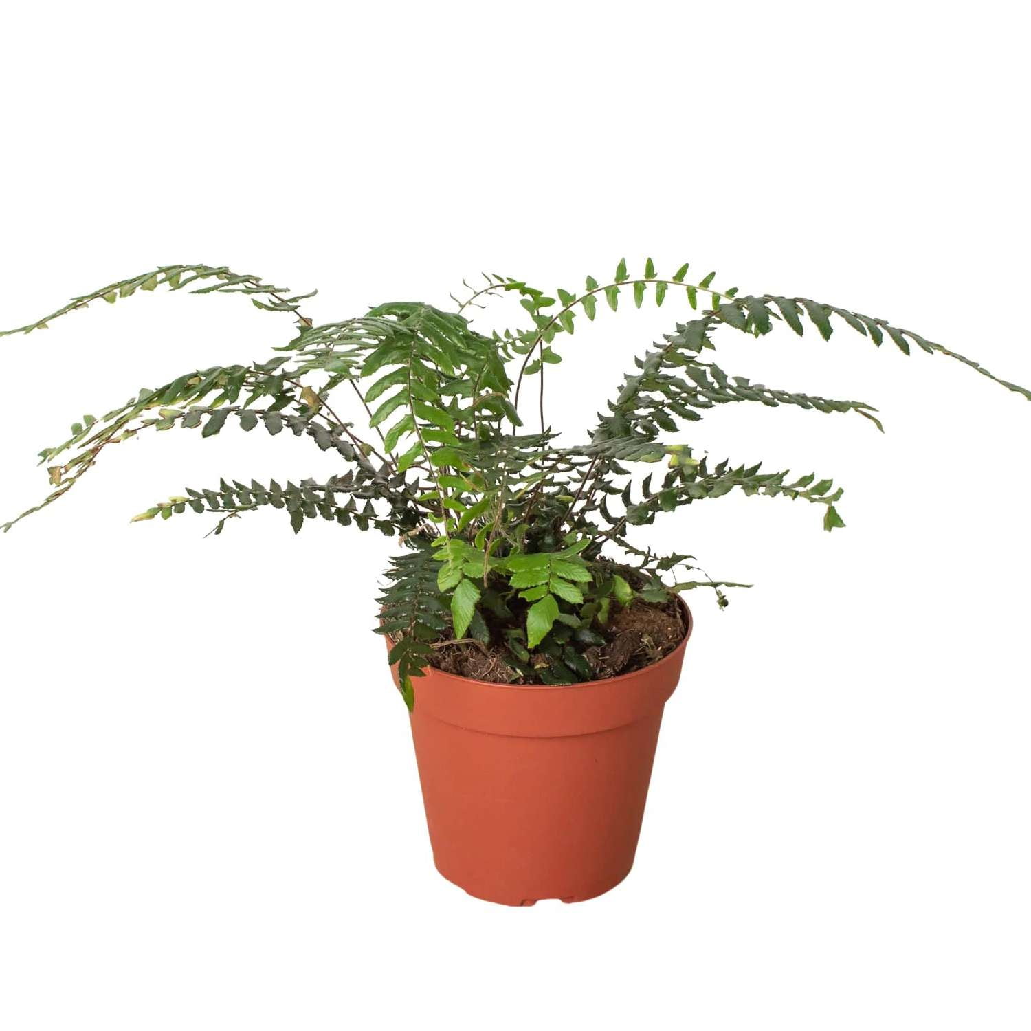 Fern Glowstar Live Plant for Indoor | Different Houseplants in 4'' & 6 ...