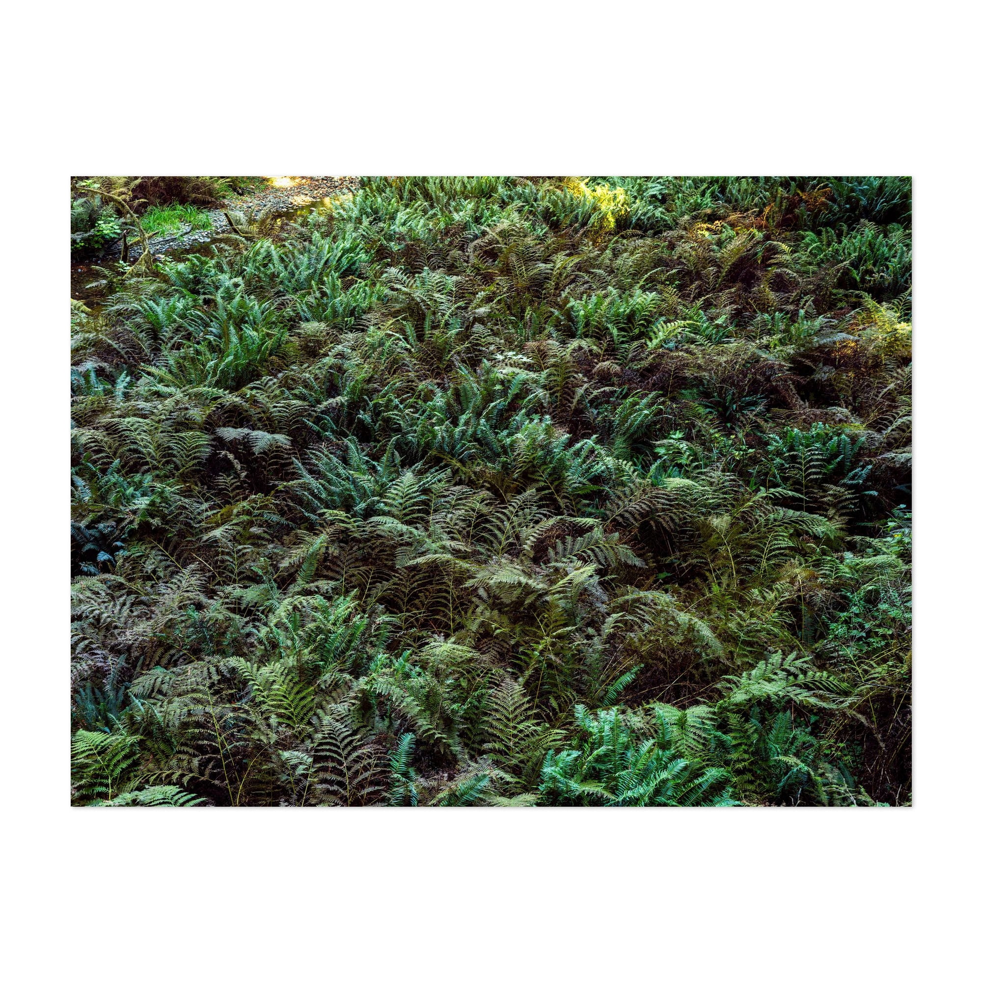 Fern Haven - Photography Forest Nature Woodland Botanical Wilderness ...