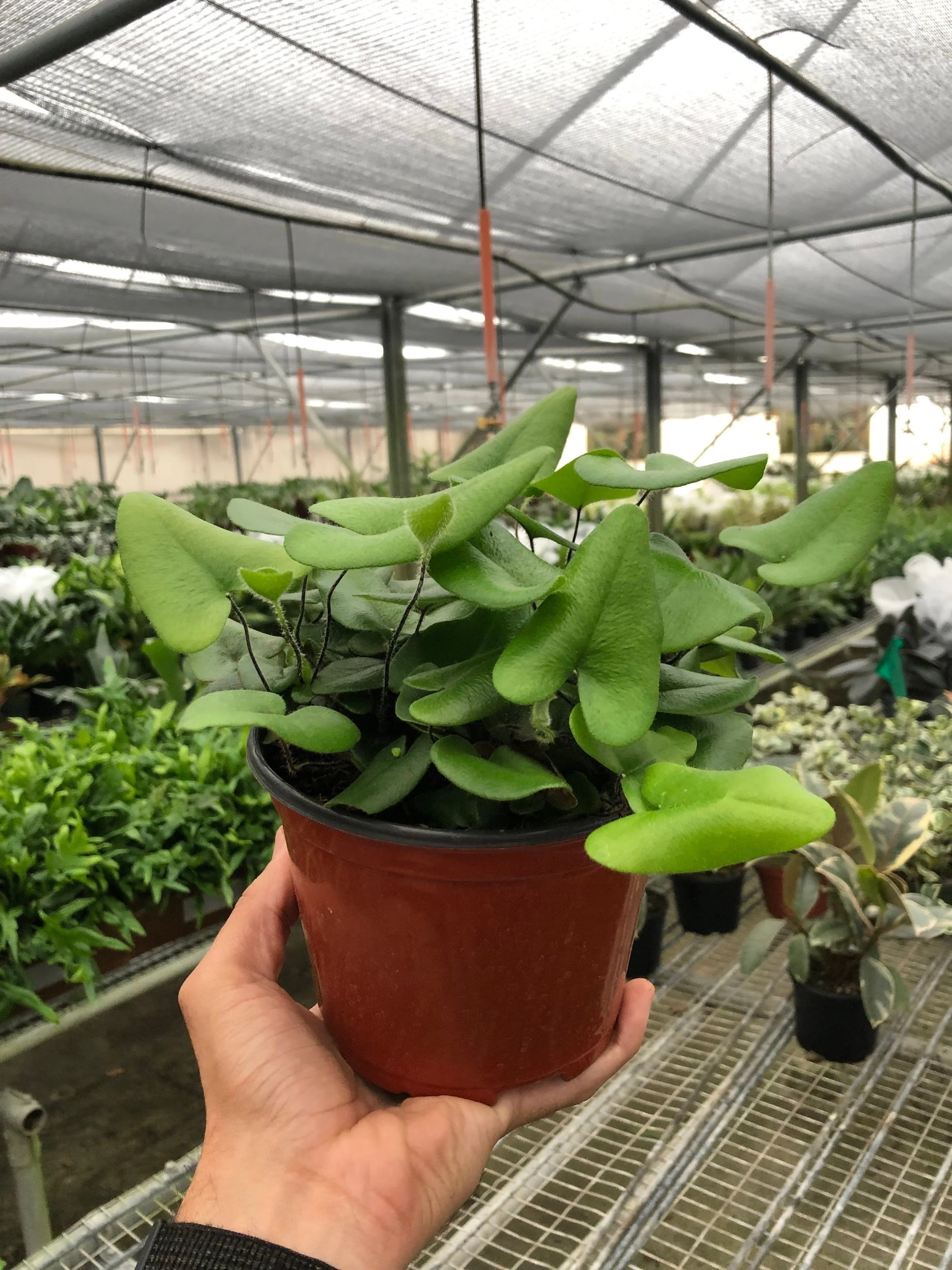 Fern 'Heart' - Walmart Business Supplies