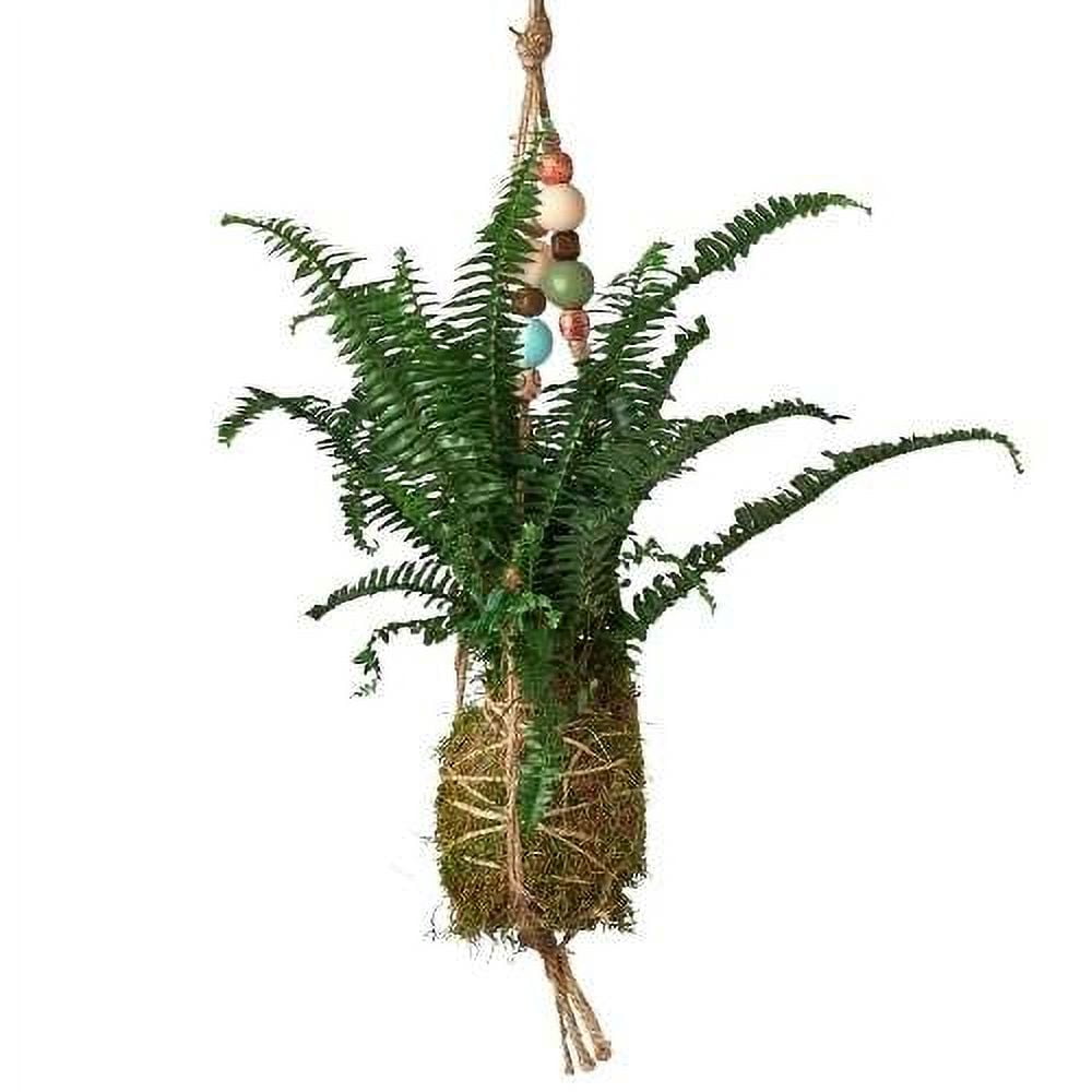 Fern Jester Crown Kokedama Beads Live Plant for Indoor | Different ...