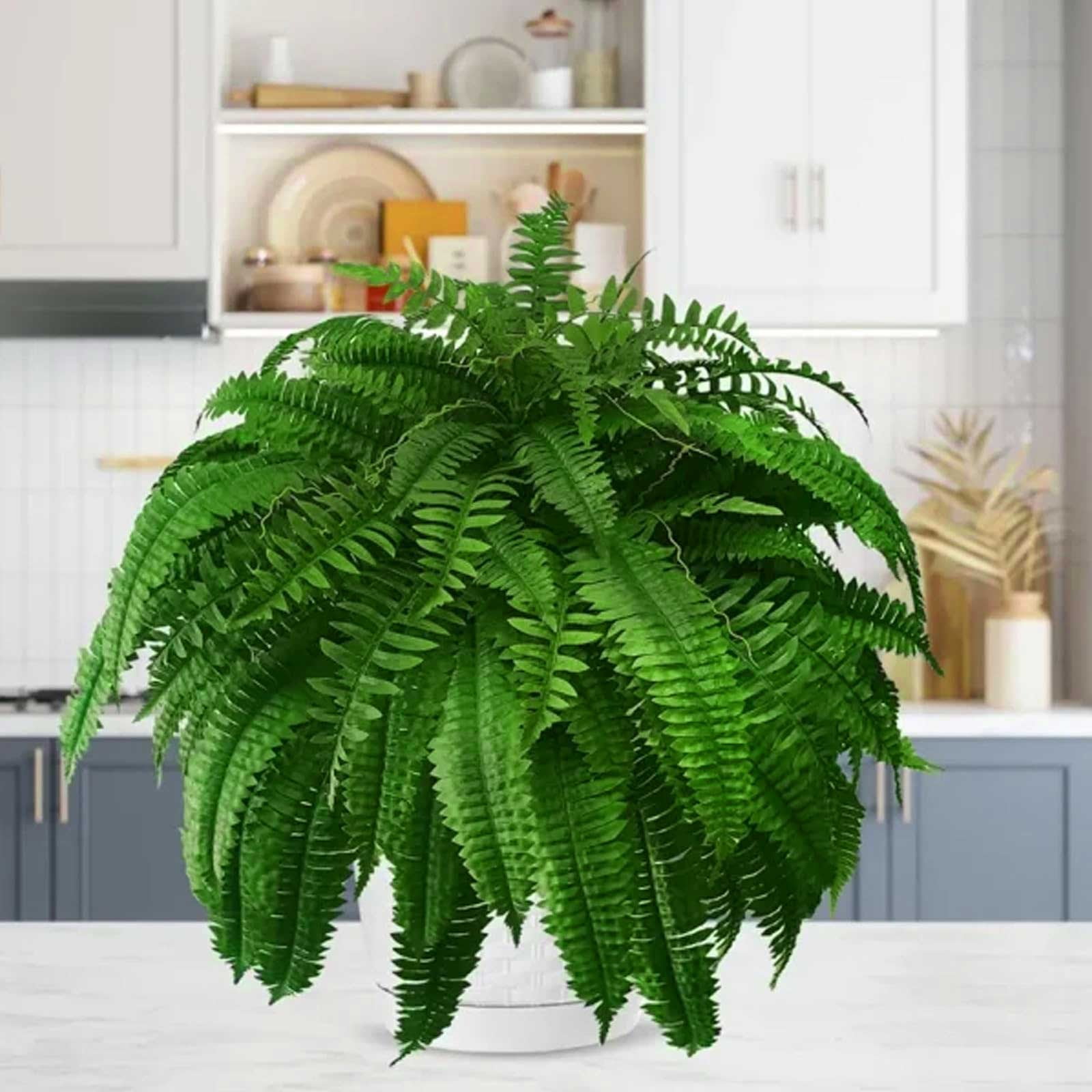 Fern LargePlant, Persian GrassPlants Fern Leaves Shrubs Wedding ...