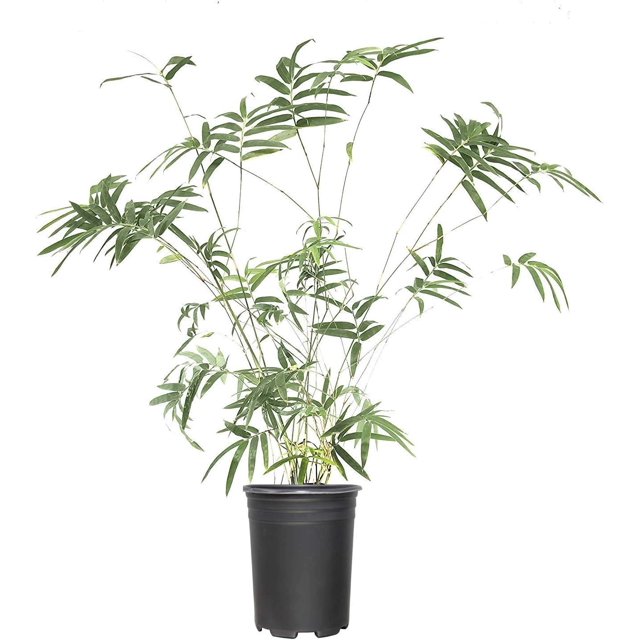 Fern Leaf Bamboo - 1 Live Plant - Bambusa Multiplex - 6 Inch Pot - Non ...