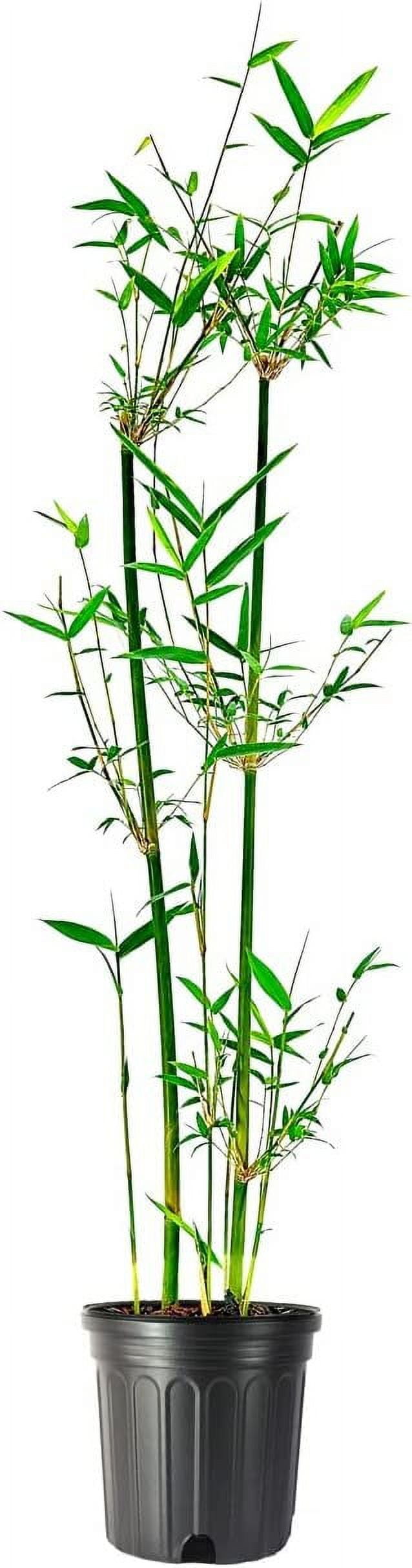 Fern Leaf Bamboo - 3 Live Plants - Bambusa Multiplex - 6 Inch Pot - Non ...