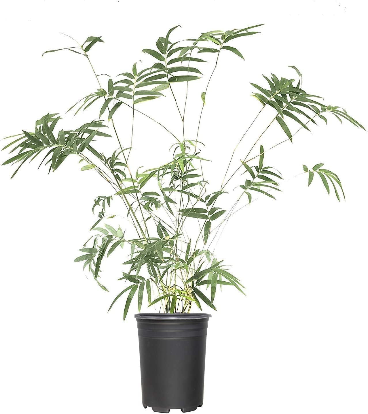 Fern Leaf Bamboo - 3 Live Plants - Bambusa Multiplex - 6 Inch Pot - Non ...