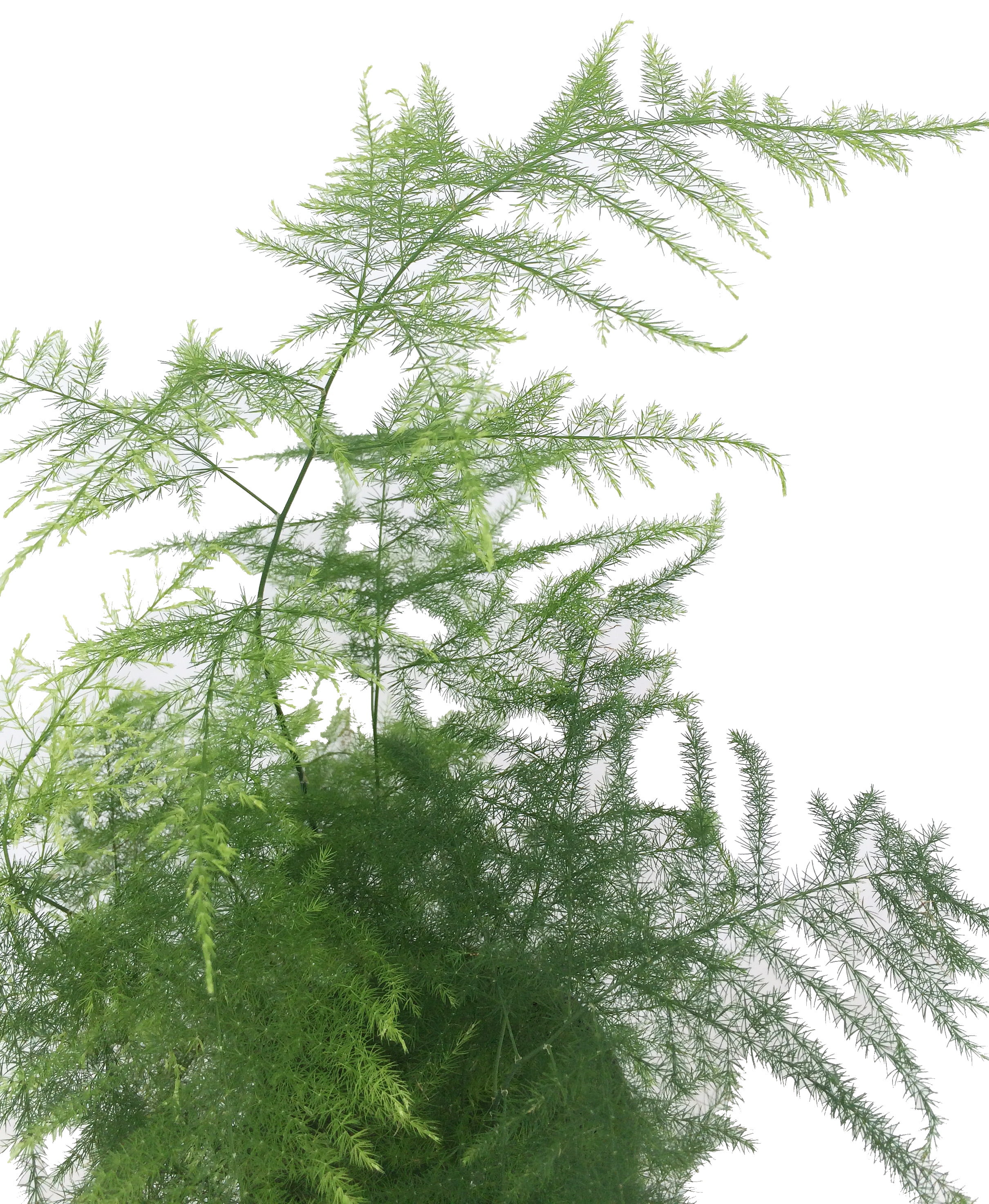 Indoor Fern Leaf Plumosus Asparagus Fern Houseplant - 2.5" Pot - Easy ...