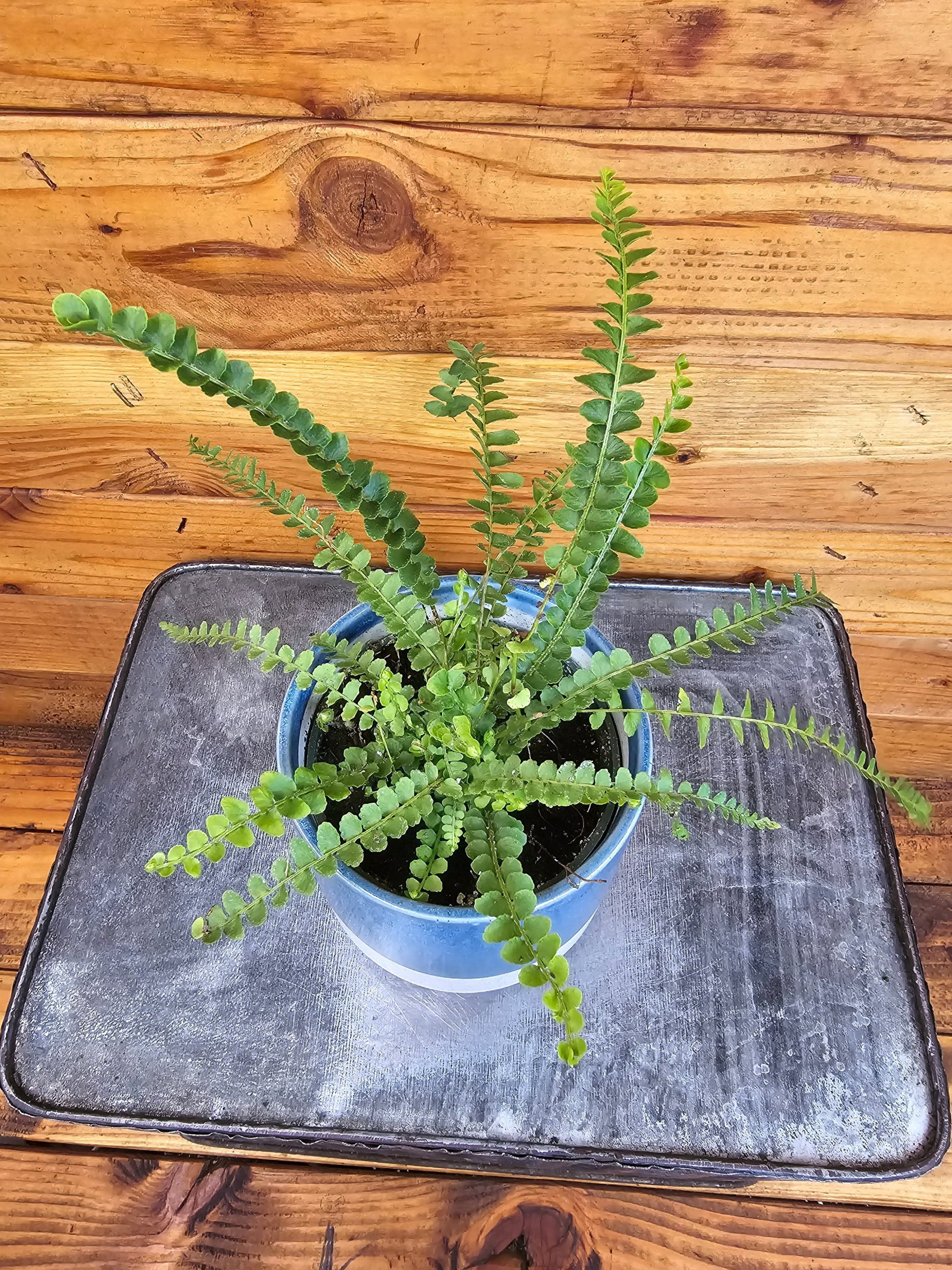 Fern Lemon Button, 4" Plant, The Plant Farm - Walmart.com