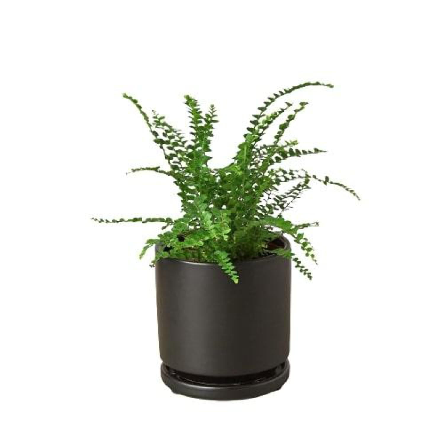 Fern 'Lemon Button' in 4" Pot / Black Cylinder | Live Plant for Indoor ...