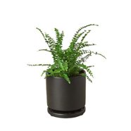 American Plant Exchange Foxtail Fern, Fluffy Live Plant, 6-Inch Pot ...