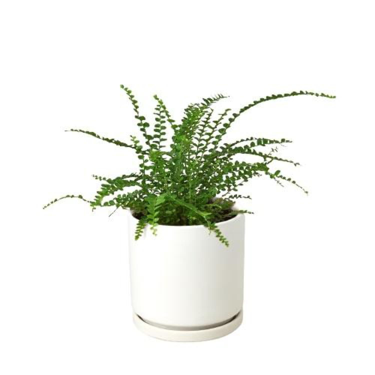 Fern 'Lemon Button' in 4" Pot / White Cylinder | Live Plant for Indoor ...