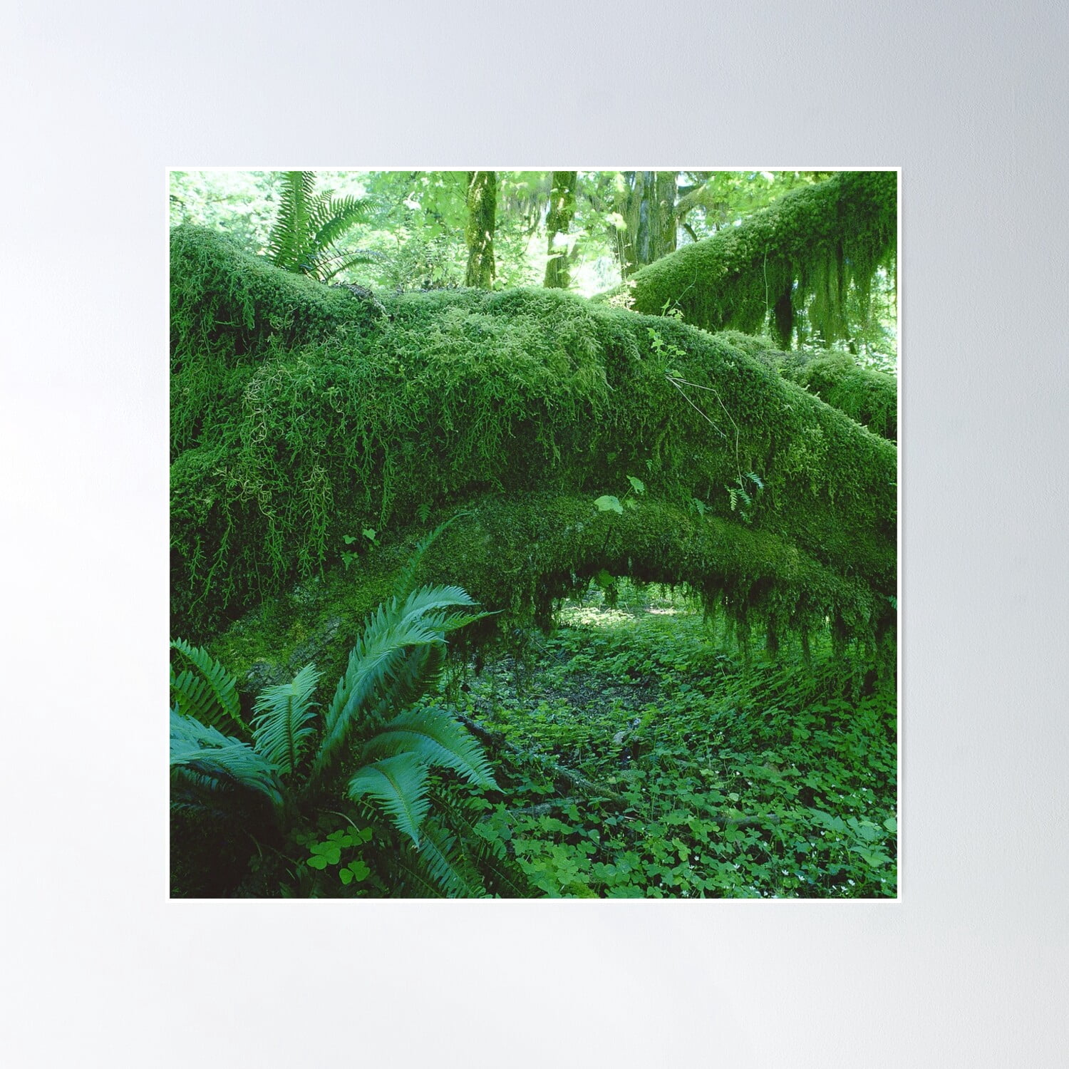Fern Log Art Photo Poster Wall Art, Modern Wall Decor, 24x24 UNFRAMED ...