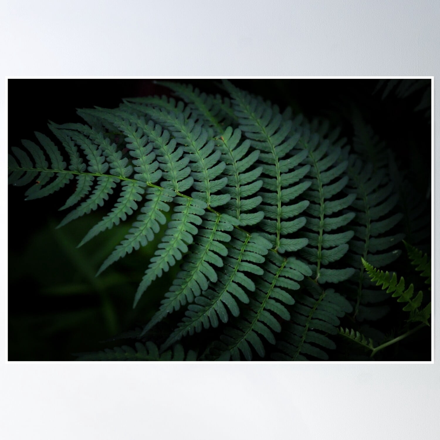 Fern Poster Wall Art, Modern Wall Decor, 24x36 UNFRAMED - Walmart.com