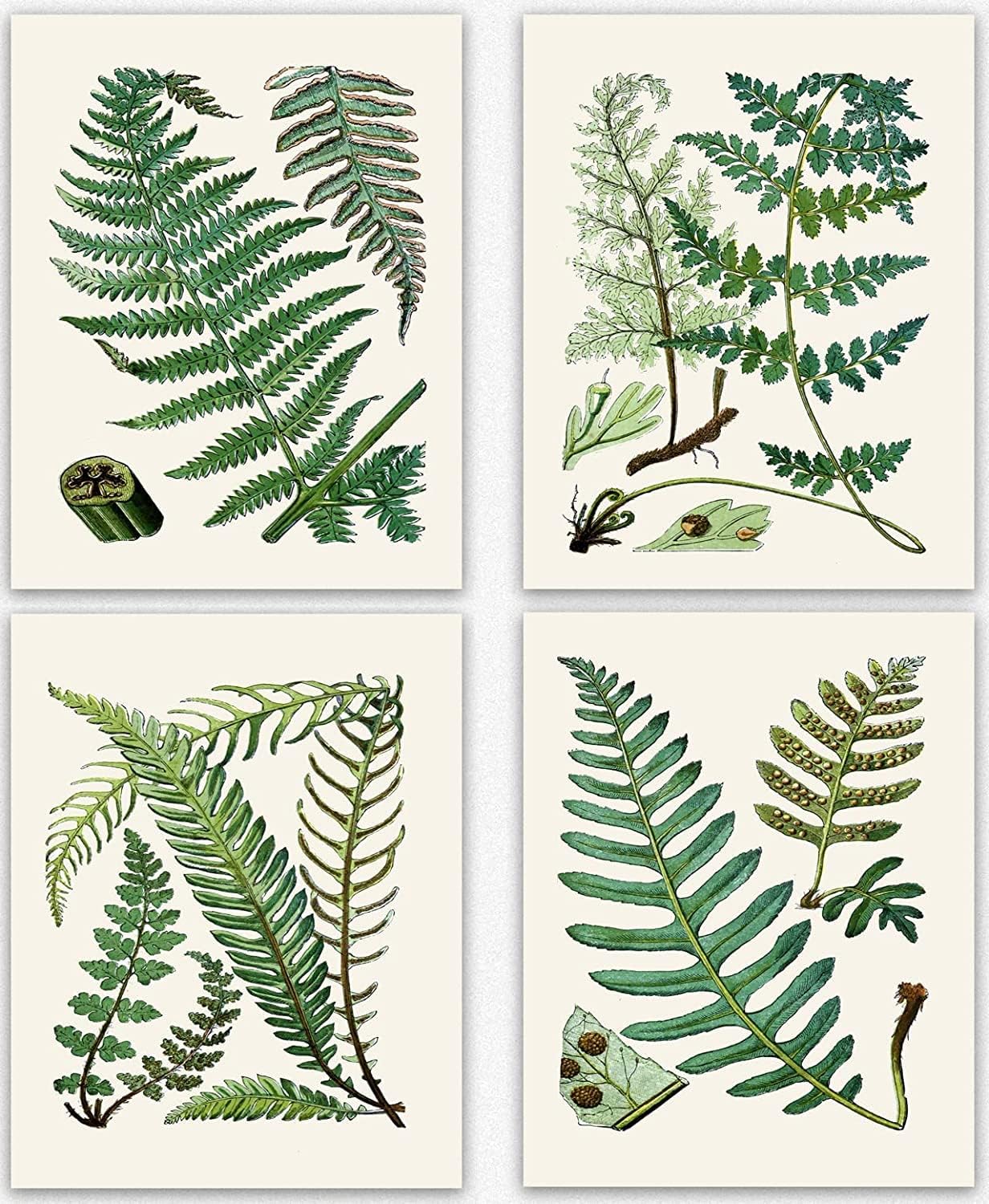 Fern Print Set of Fern Botanical Prints 4 Fern Posters Botanical Wall ...
