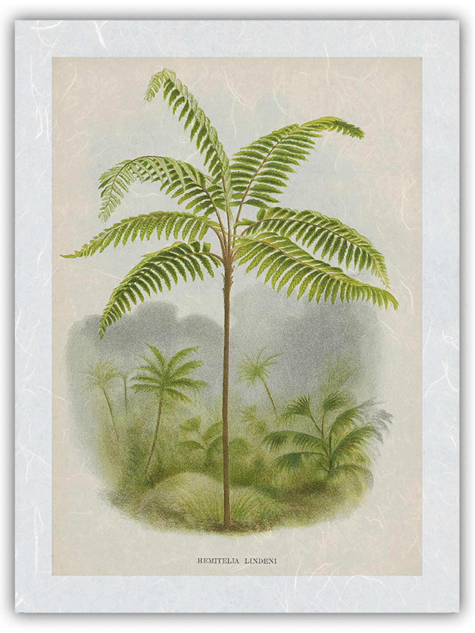 Fern Tree (Hemitelia Lindeni) - Vintage Botanical Illustration by ...