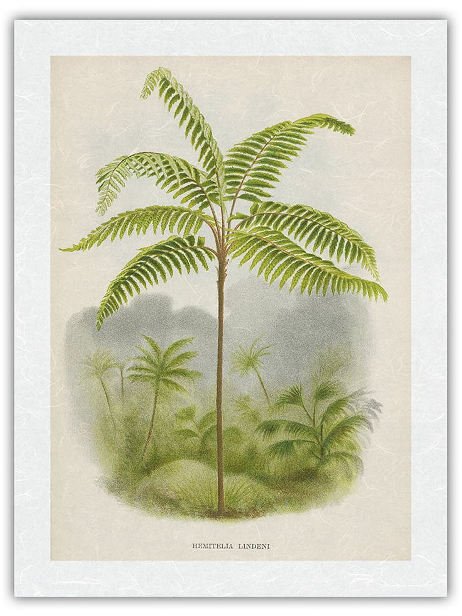 Fern Tree (Hemitelia Lindeni) - Vintage Botanical Illustration by ...