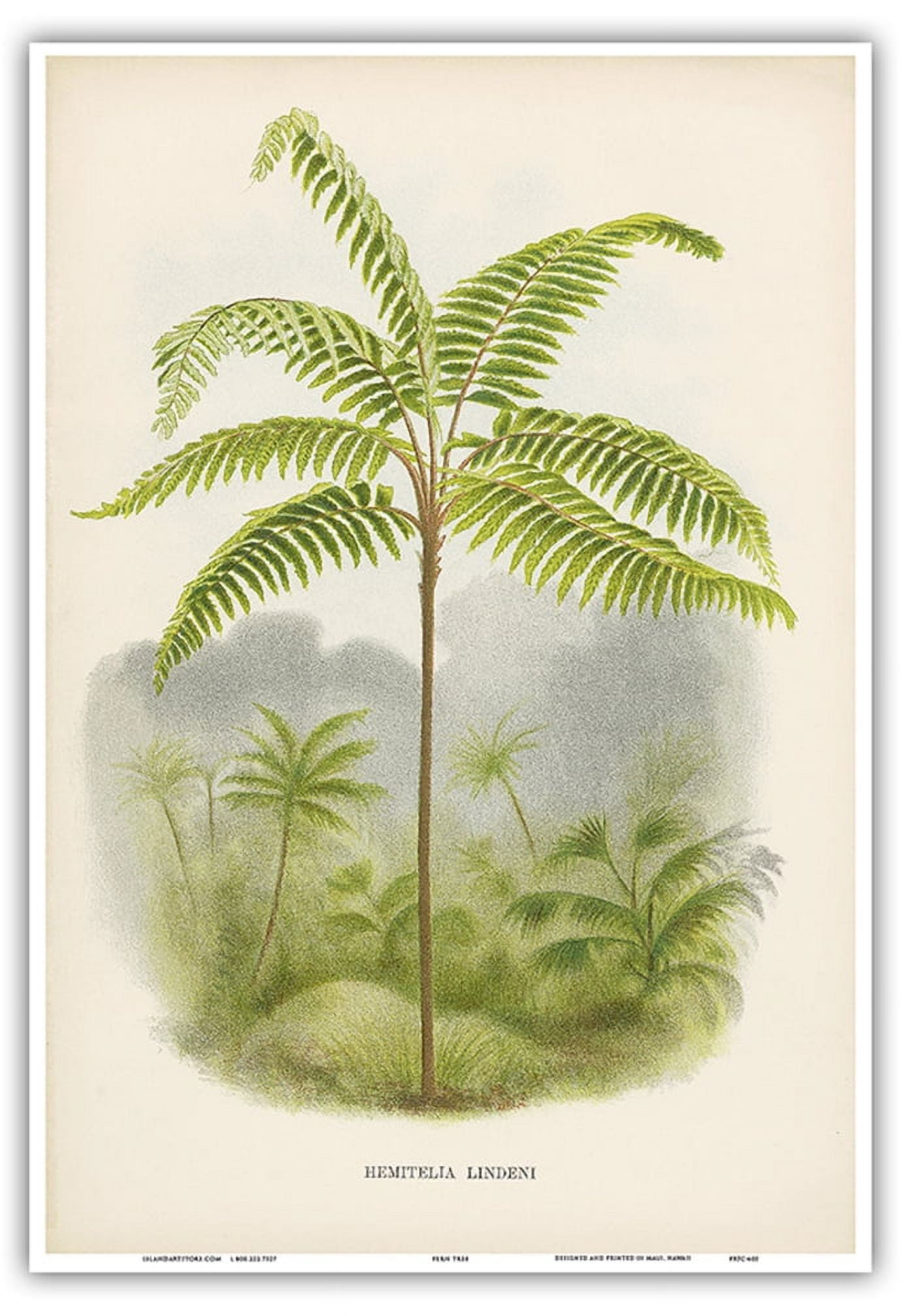 Fern Tree (Hemitelia Lindeni) - Vintage Botanical Illustration by ...