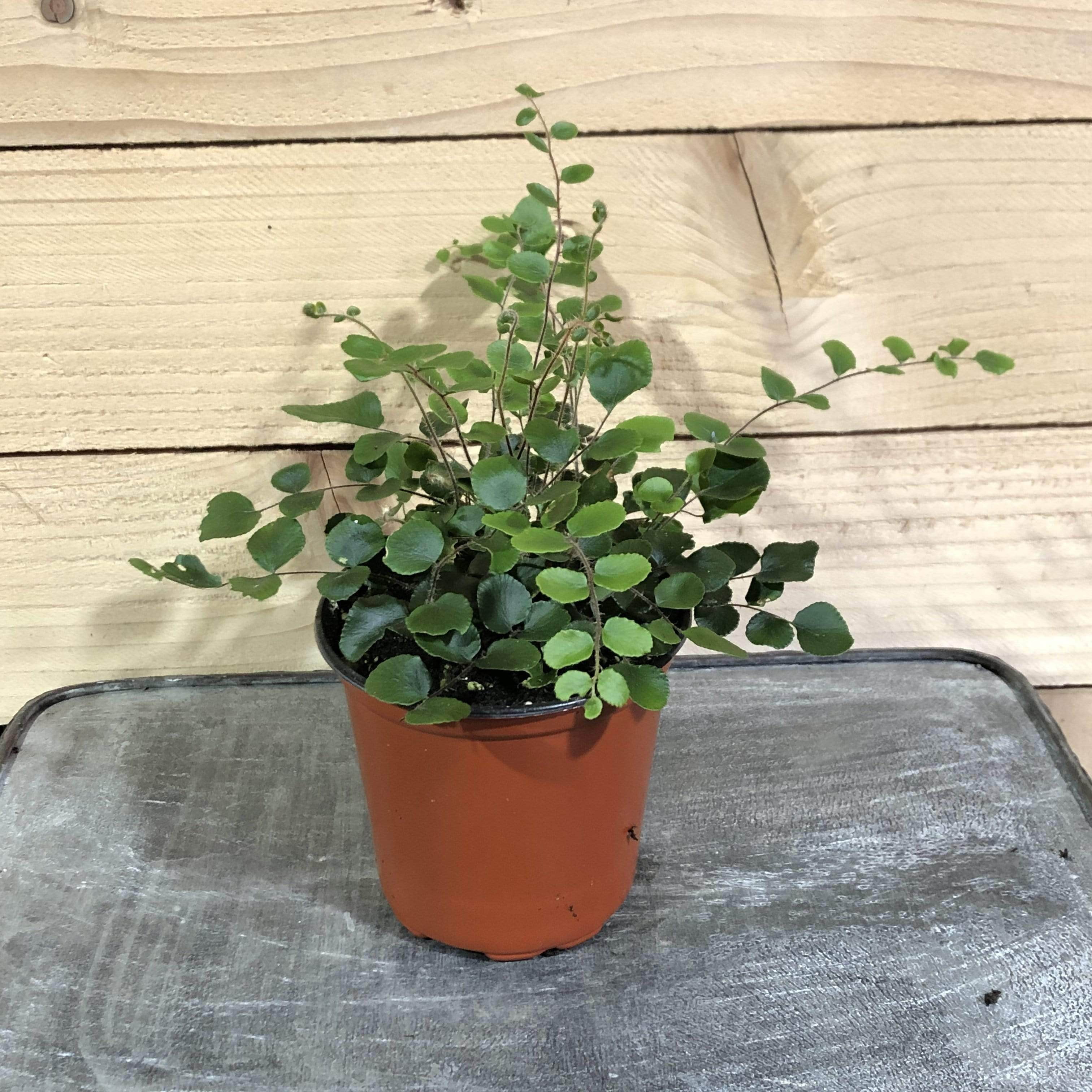 Fern Tropical Button Plant, 4" Plant - Walmart.com