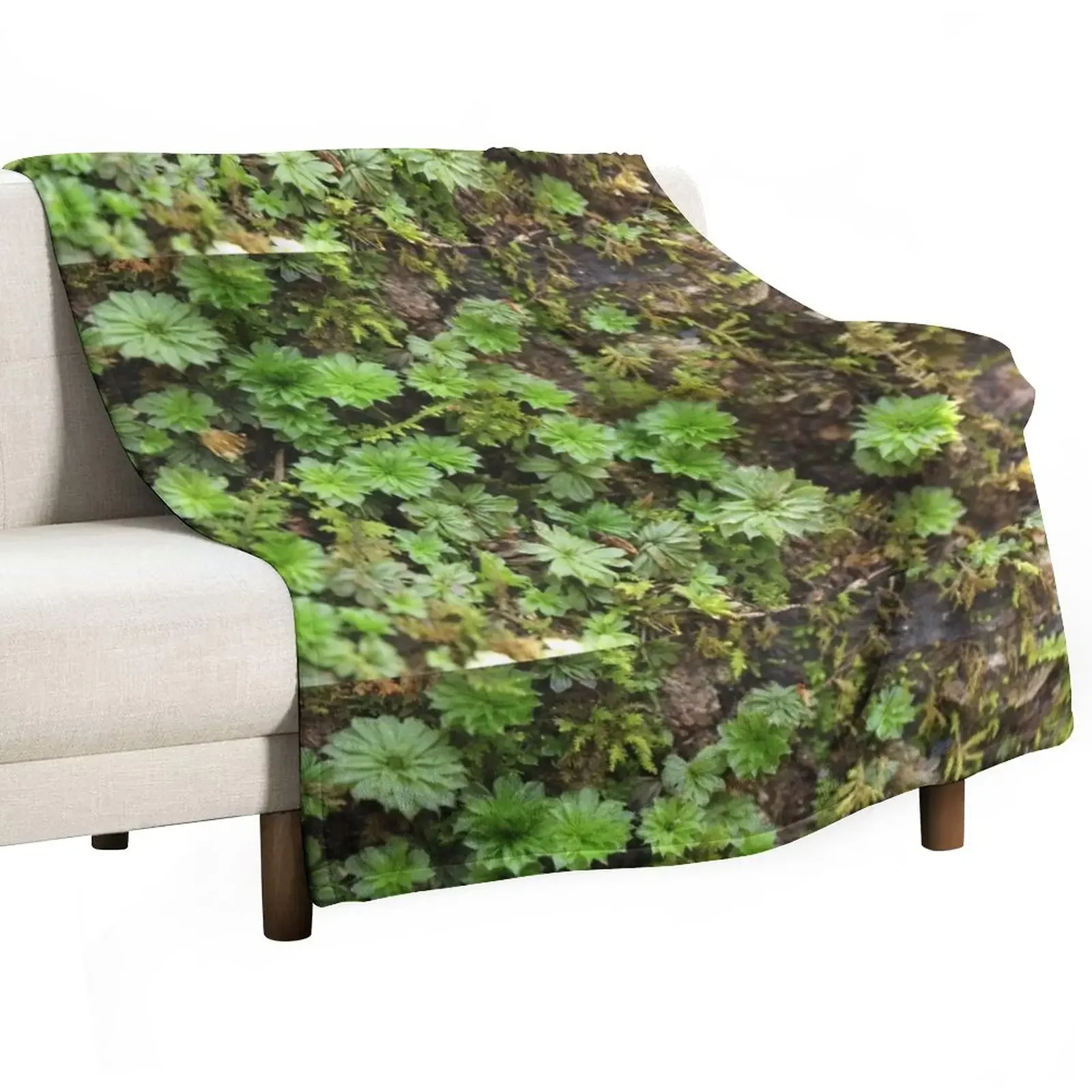 Fern-like Moss closeup on forest floor Throw Blanket Baby sofa bed ...