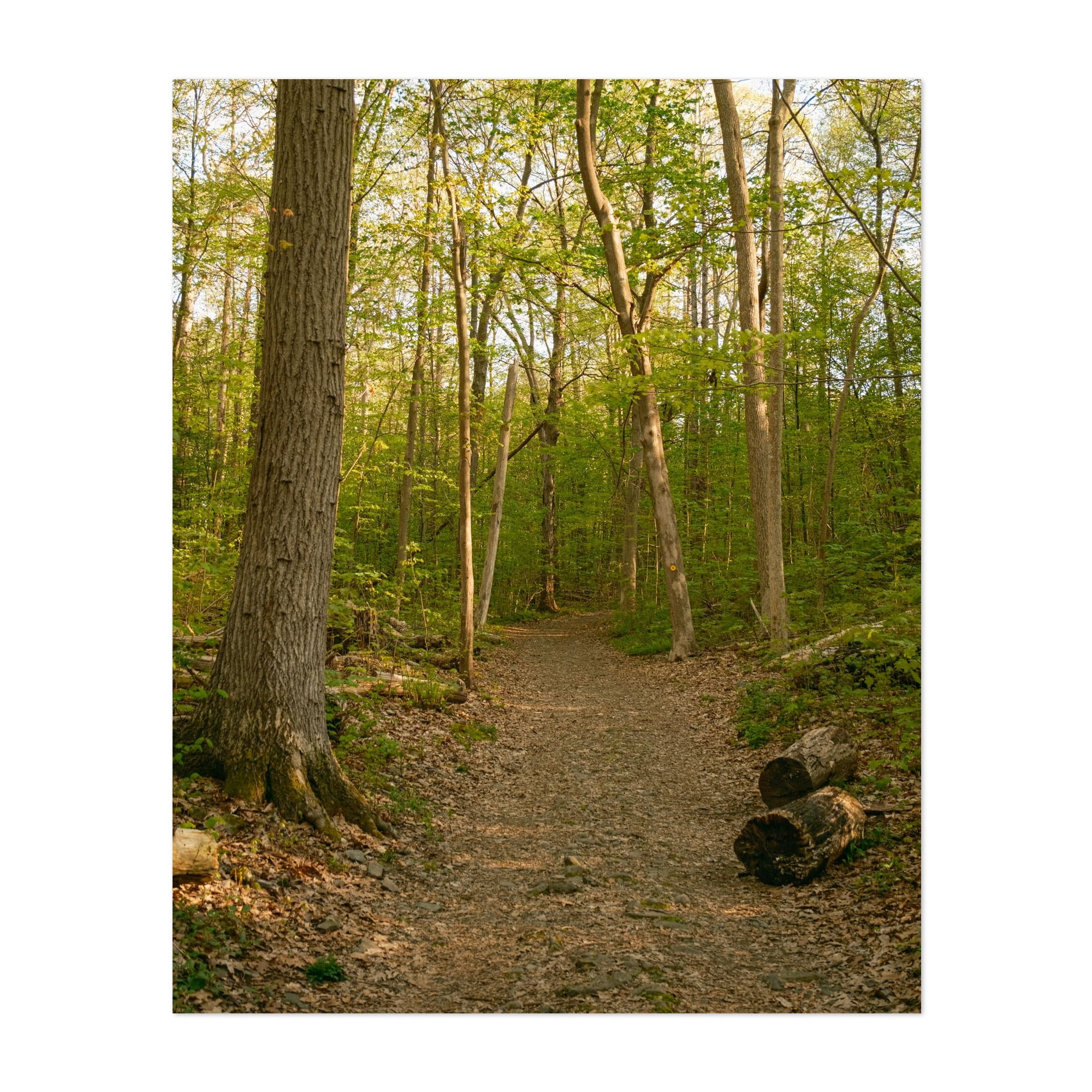 Ferncliff Forest, Rhinebeck 01 - Rhinebeck New York Photography Forest ...