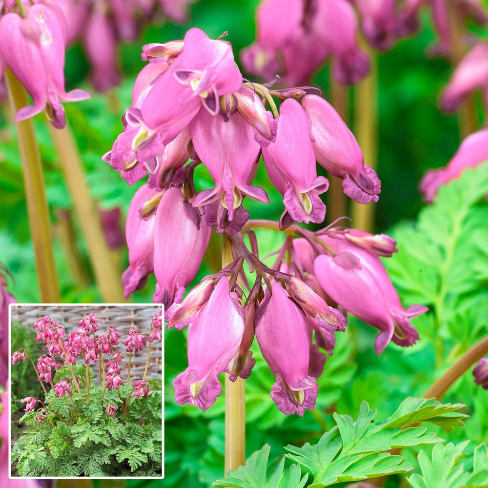 Fernleaf Pink Flowering Bleeding Heart Dormant Bare Root Perennial ...