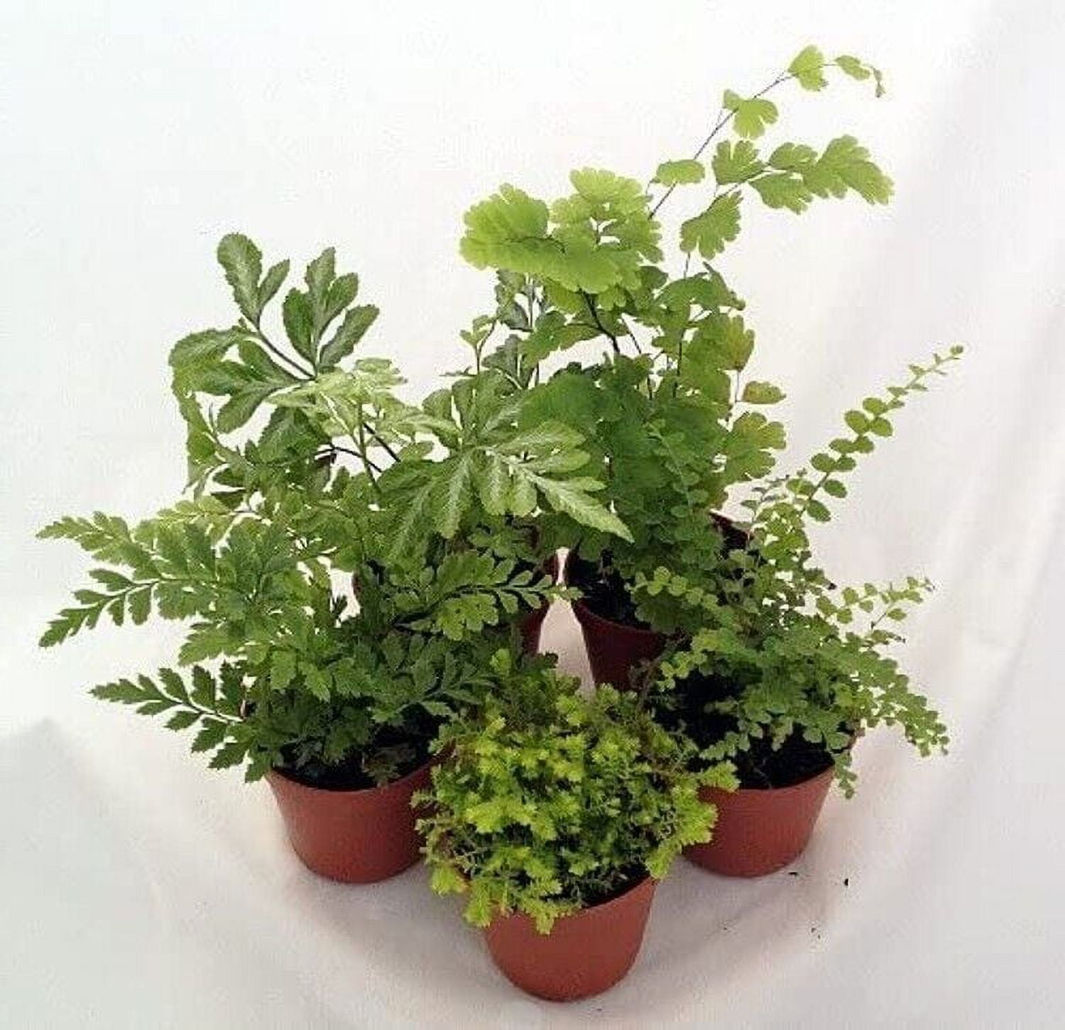Ferns Mini For Terrariums Easy To Grow Outdoors Fairy 5 Different ...