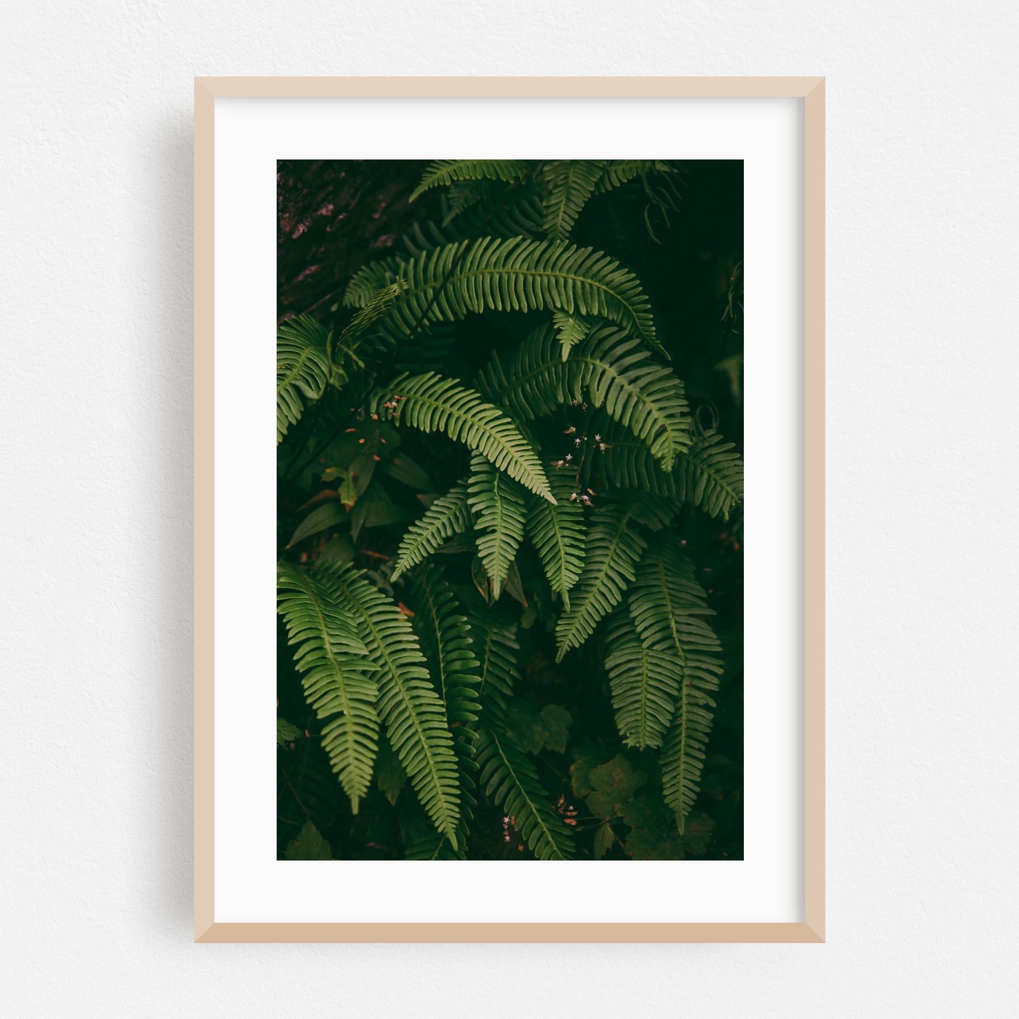 Ferns - Photography Botanical Nature Forest Tropical Jungle Woodland ...