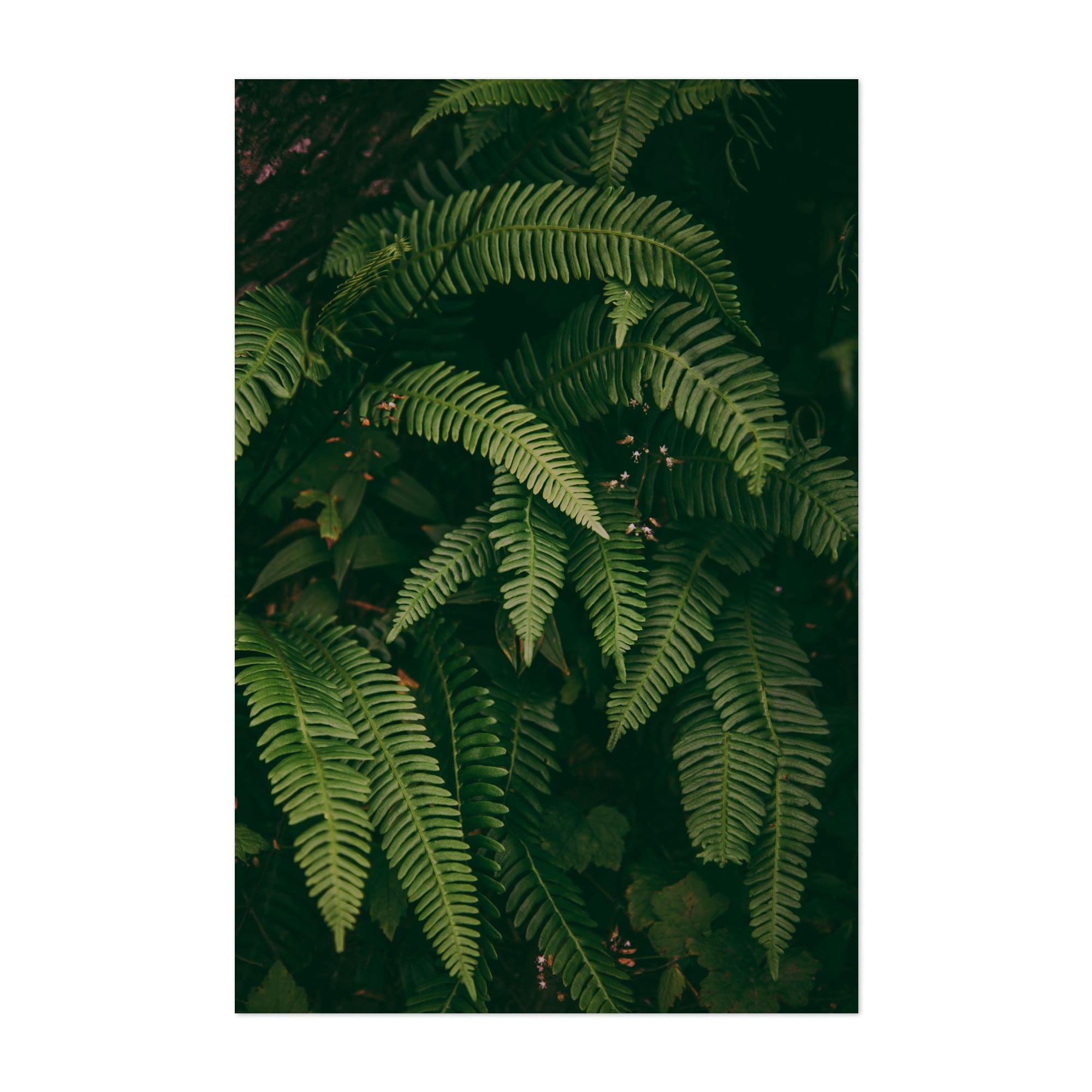 Ferns - Photography Botanical Nature Forest Tropical Jungle Woodland ...
