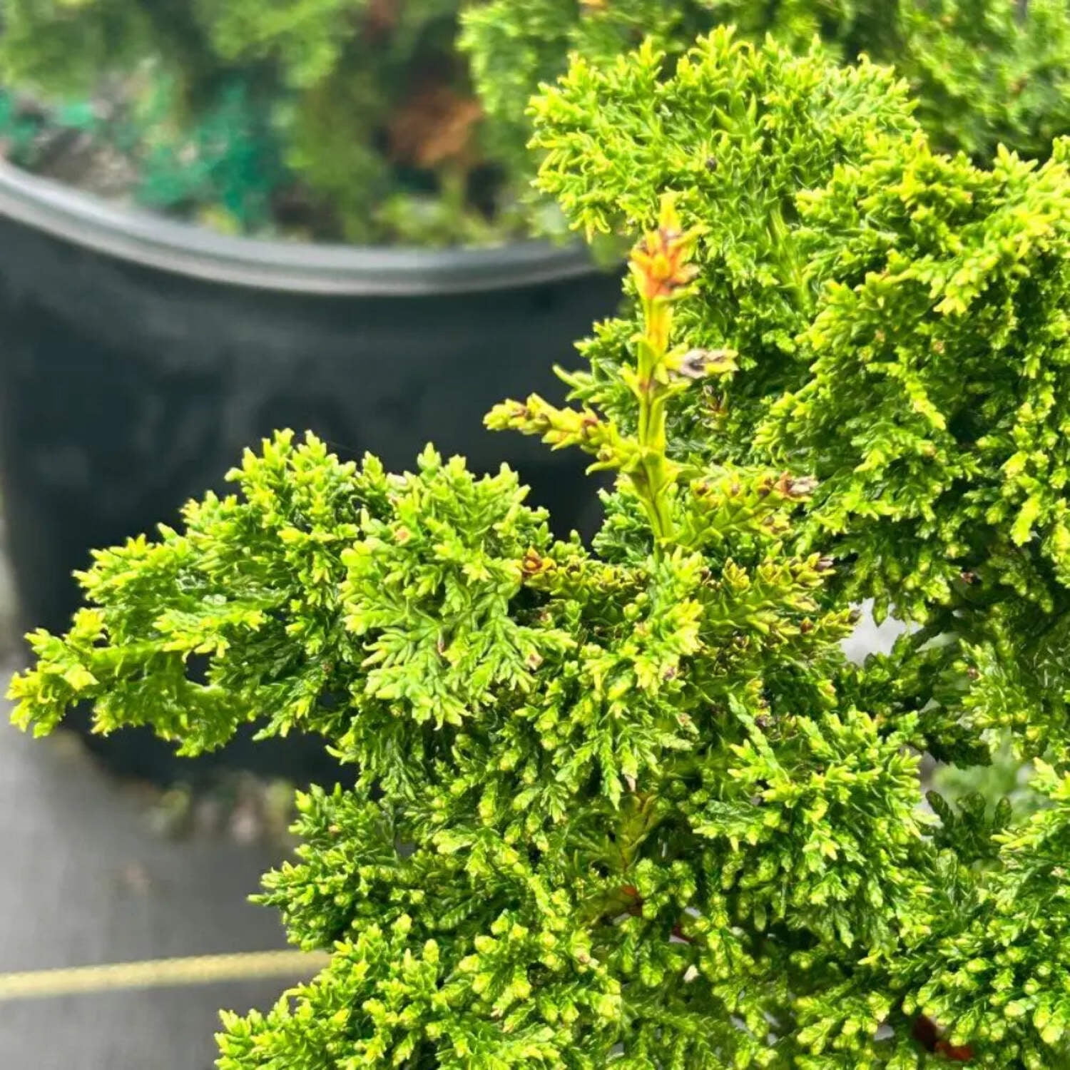 Fernsprey False Cypress - 3 Gallon Pot, Live Conifer Shrub, Full Sun ...