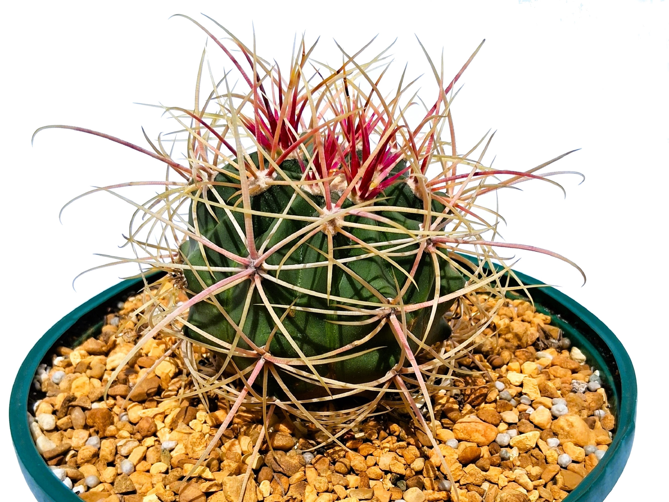 Ferocactus cylindraceus ssp. eastwoodiae - Walmart.com