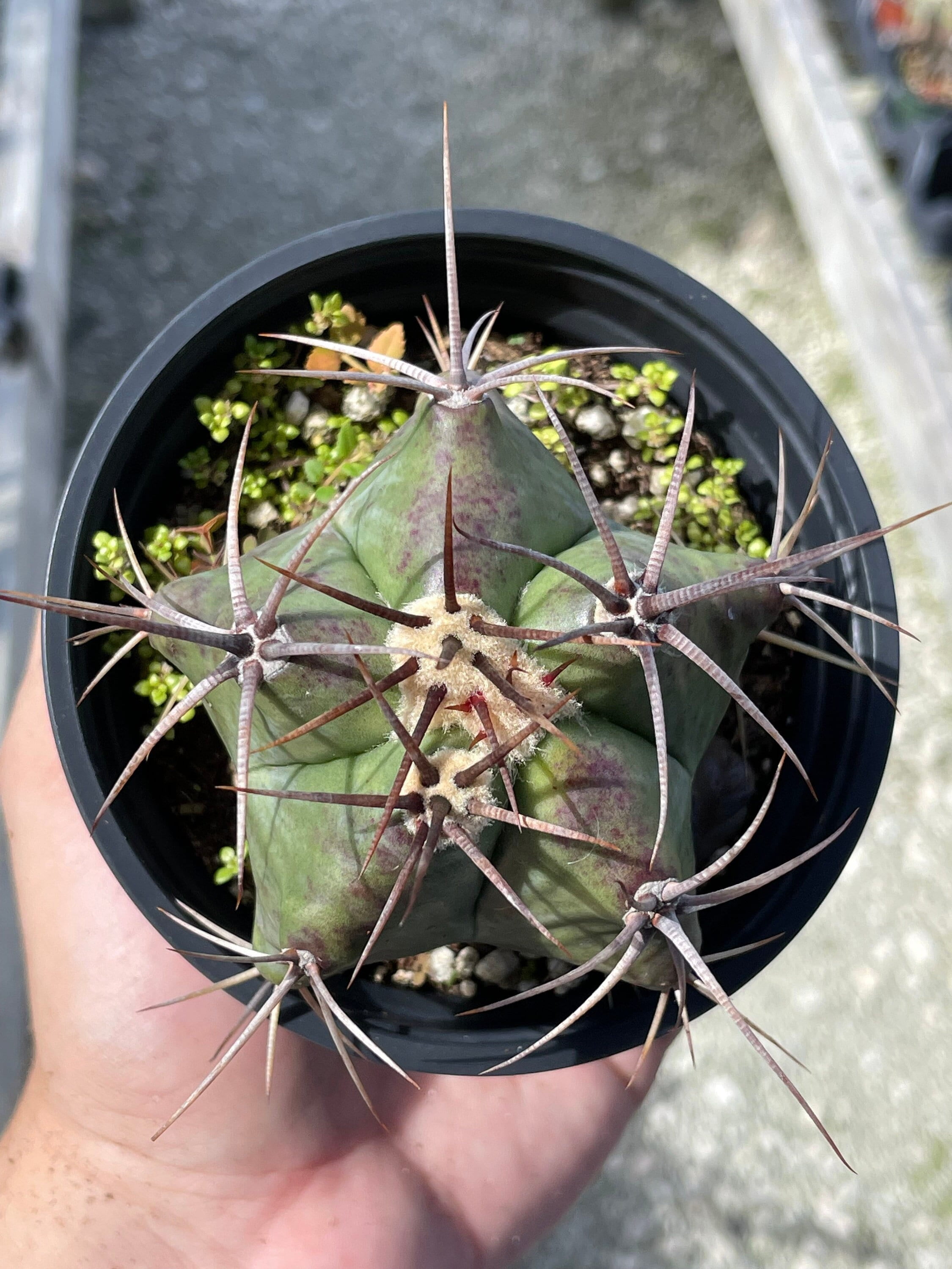 Ferocactus emoryi, Star Shaped Emory's barrel cactus, Coville's barrel ...