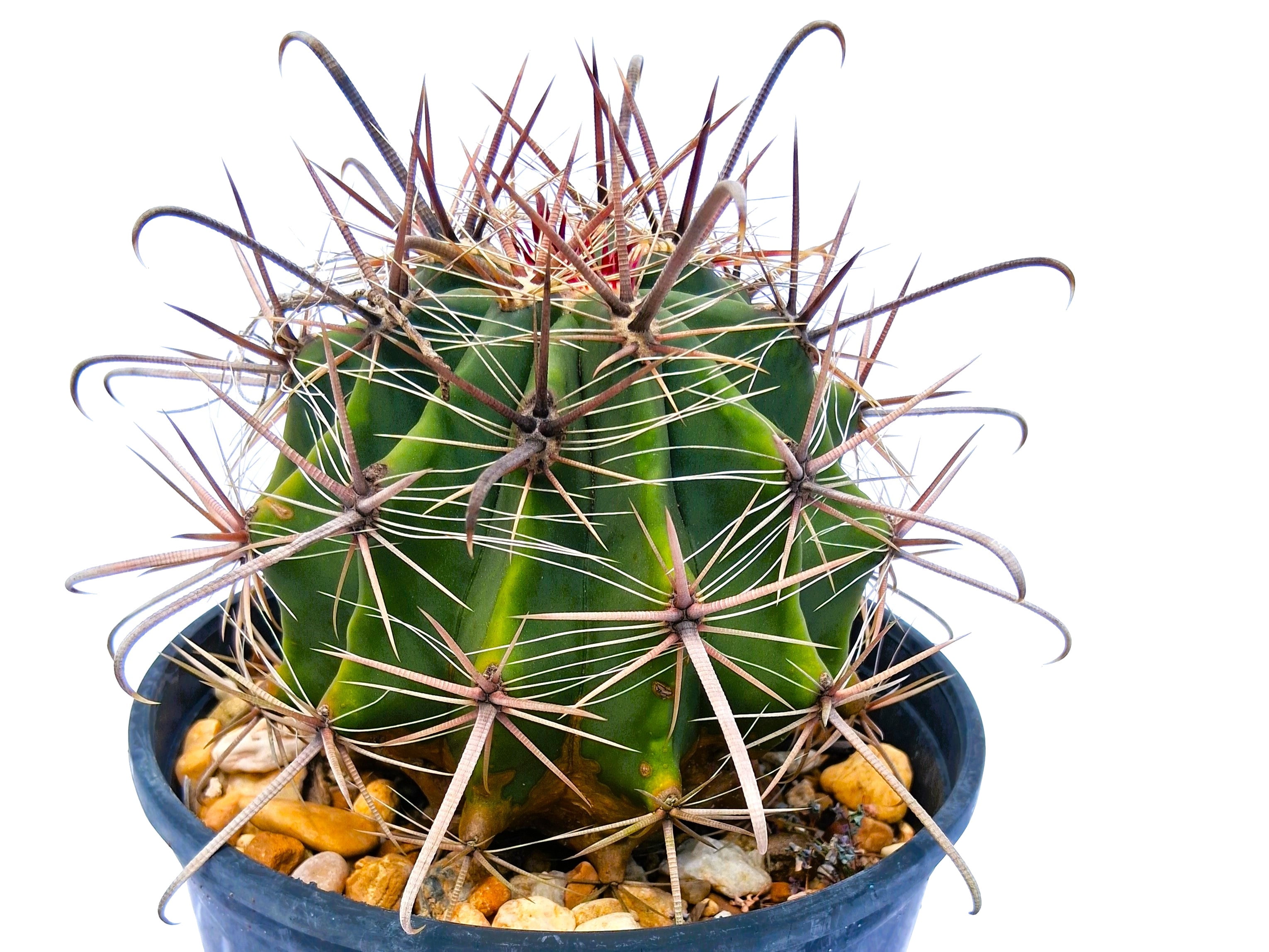 Ferocactus wislizeni - Walmart.com