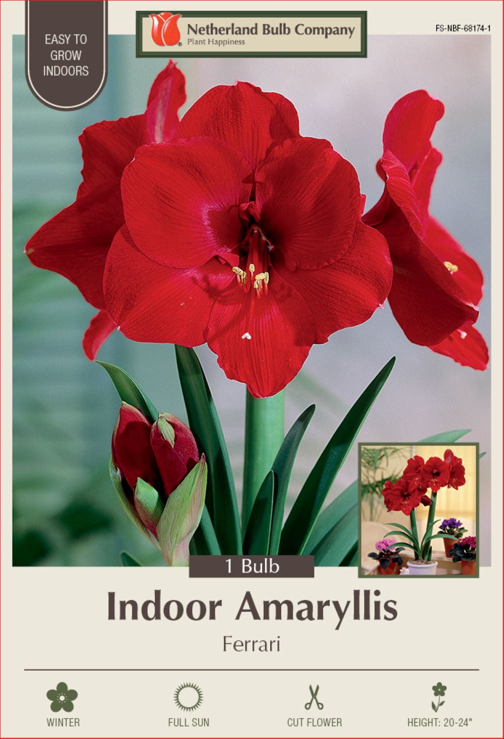 Ferrari Giant Dutch Amaryllis - 34/+ cm Bulb - Large Deep Red - Walmart ...