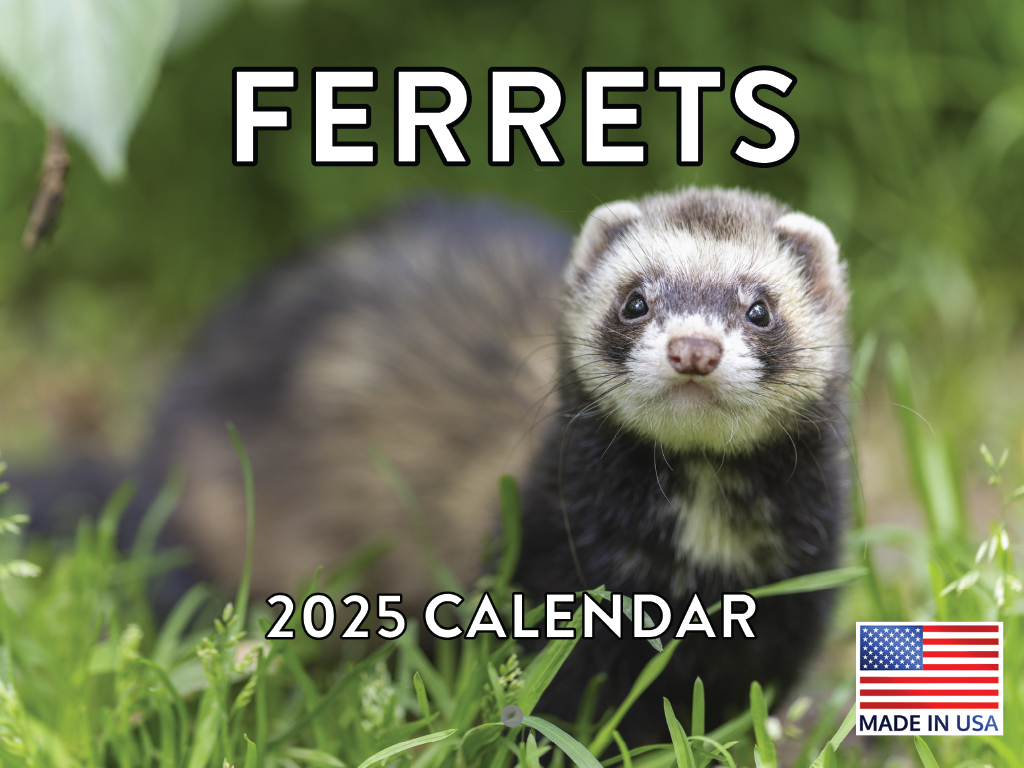 Ferret Calendar 2025 Monthly Wall Calender | American Made In The USA ...