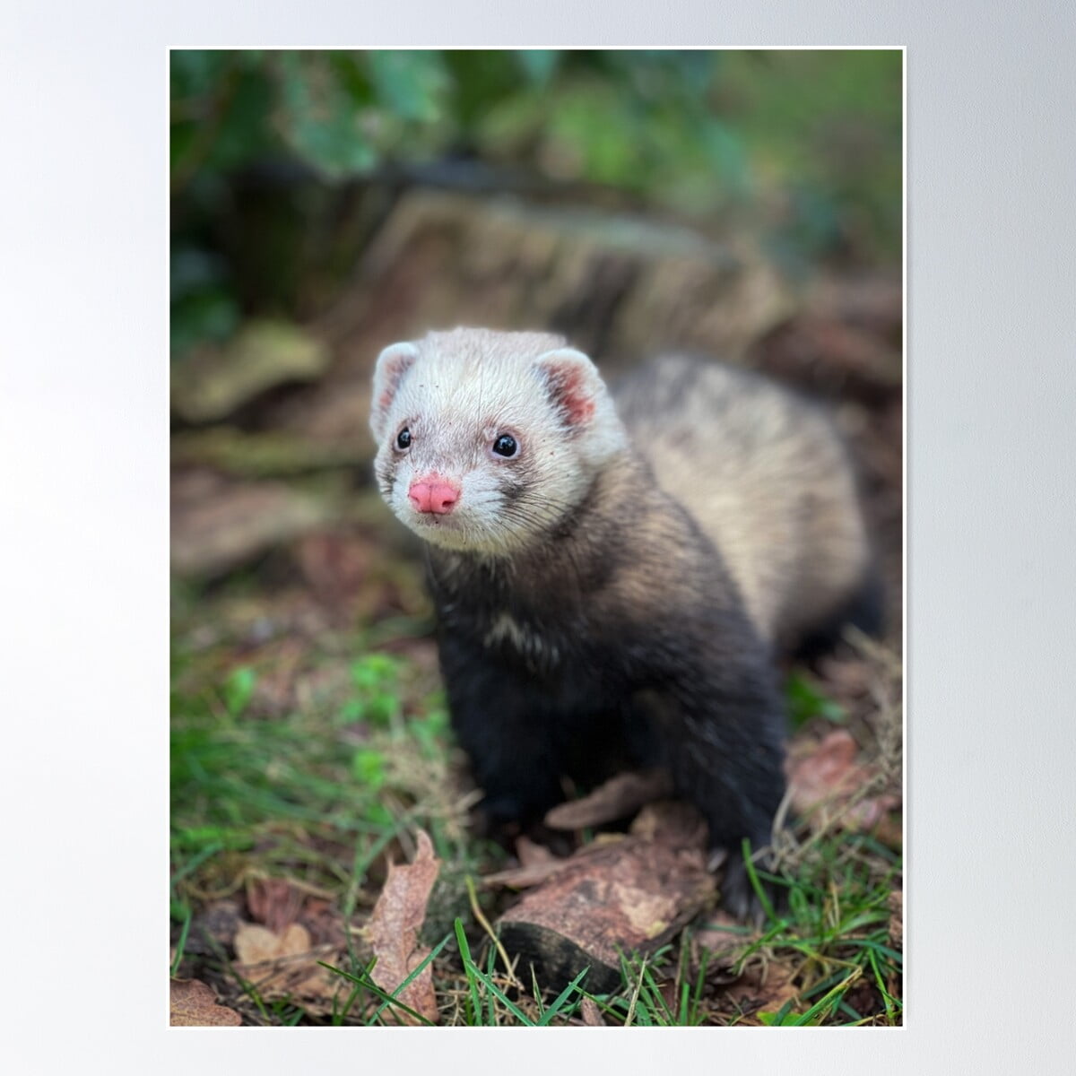 Ferret In The Forest Poster Wall Art, Modern Wall Decor For Living Room ...