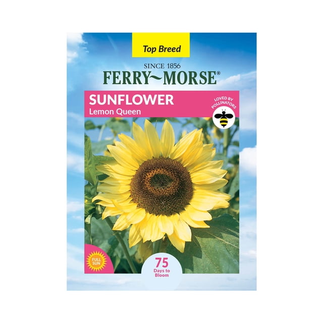 Ferry-Morse 1100MG Sunflower Lemon Queen Annual Flower Seeds Full Sun ...