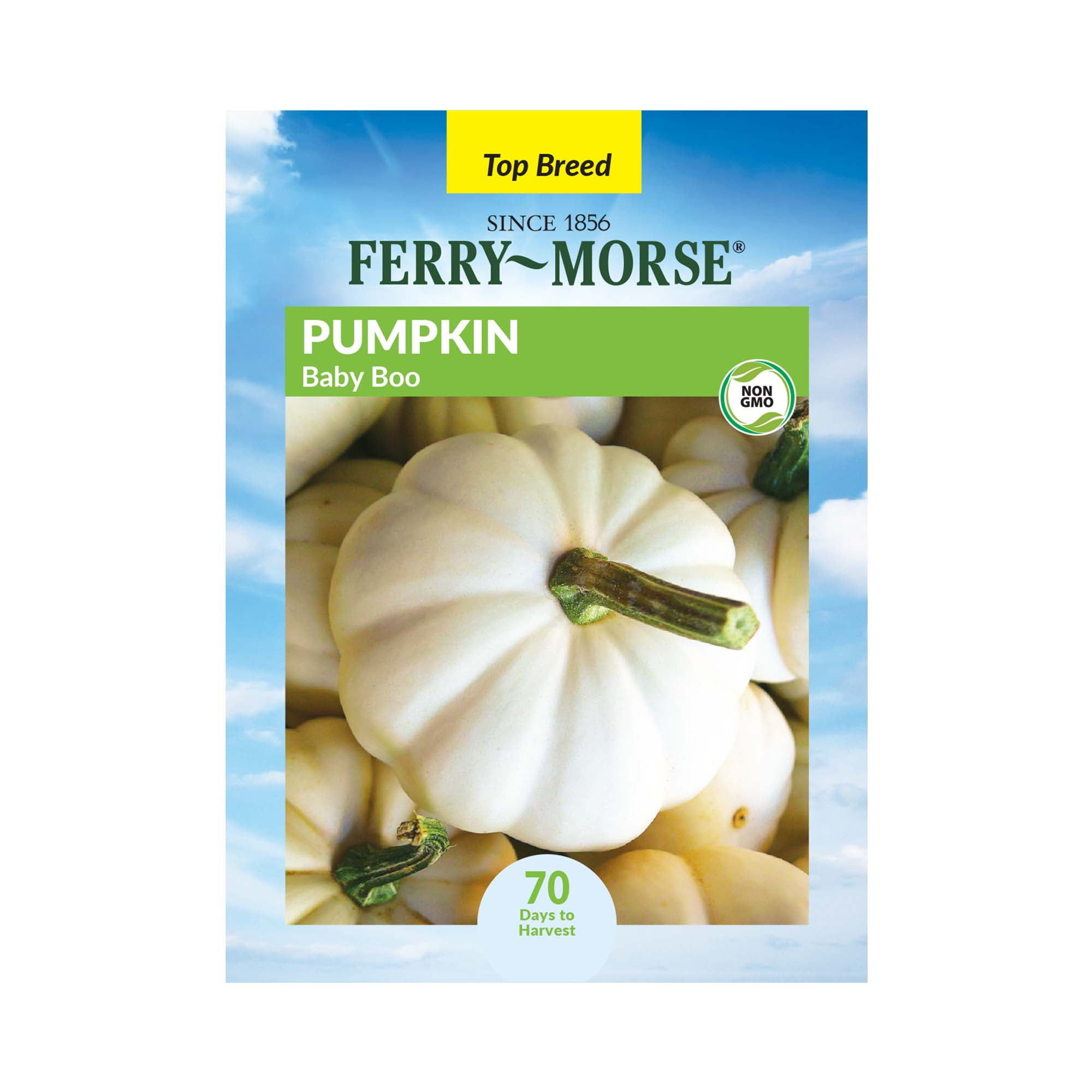 Ferry-Morse 1350MG Pumpkin Baby Boo Vegetable Plant Seeds Full Sun ...