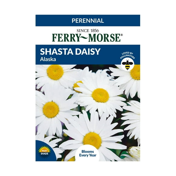 Alaska Shasta Daisies