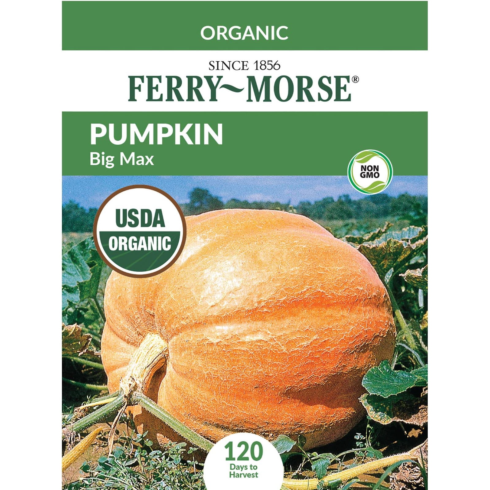 Ferry-Morse Organic 2.1G Pumpkin Big Max Annual Vegetable Seeds, Full ...