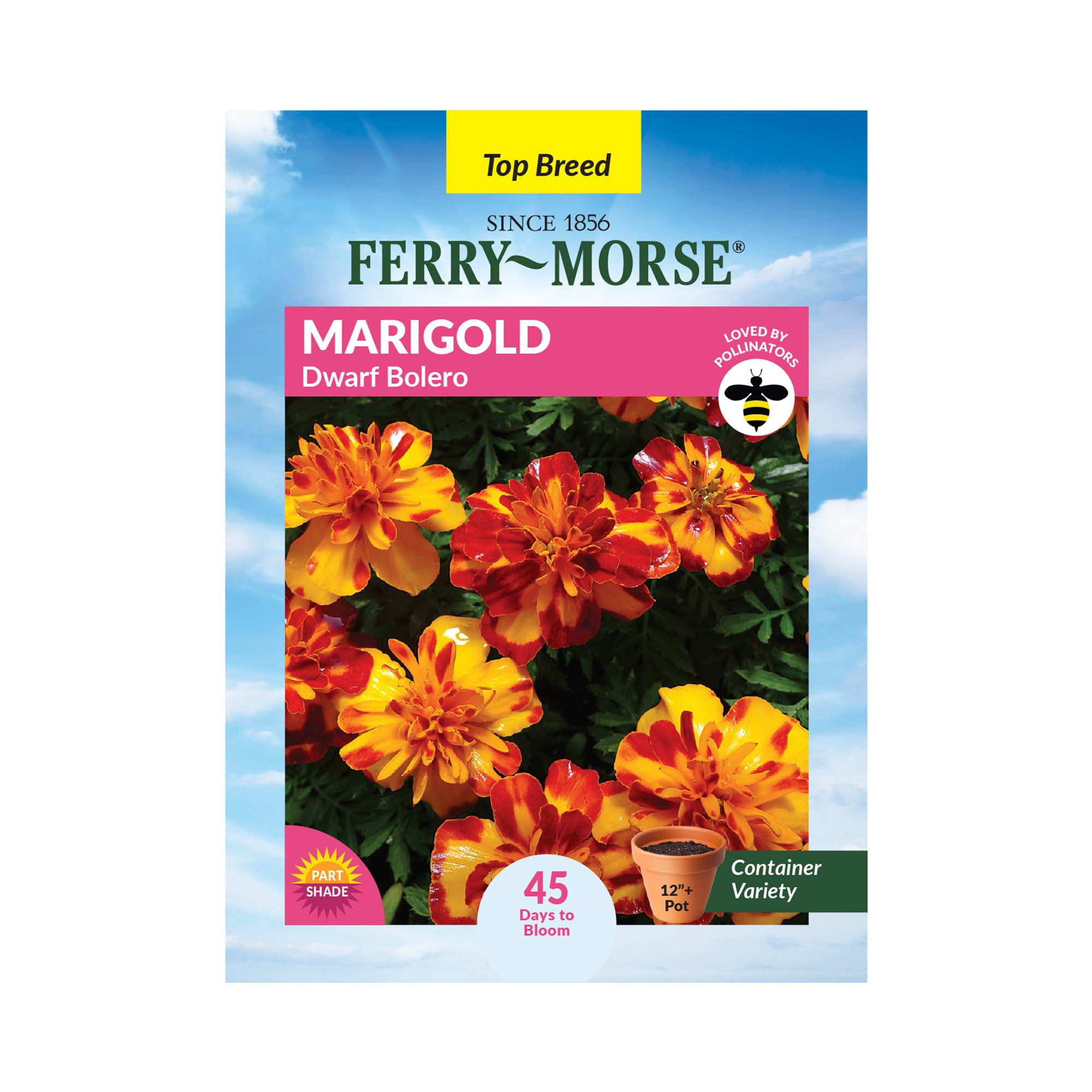 Ferry-Morse 240MG Marigold Bolero Dwarf Annual Flower Seeds, Full Sun ...