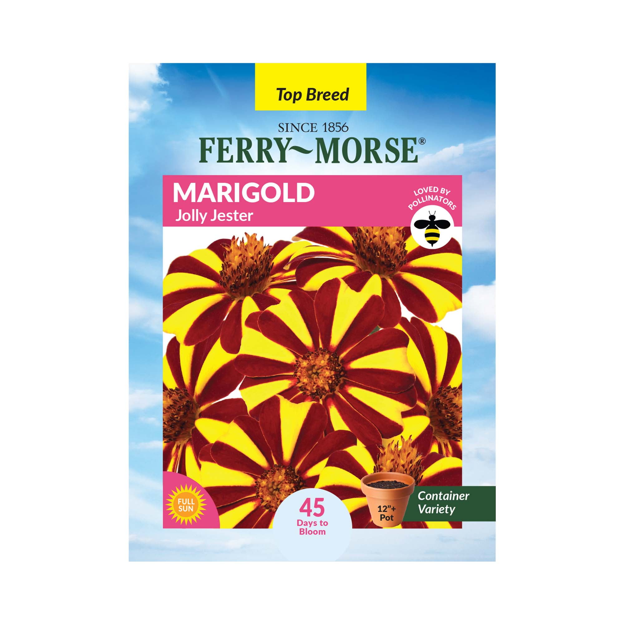 Ferry-Morse 240MG Marigold Jolly Jester Annual Flower Seeds, Full Sun ...